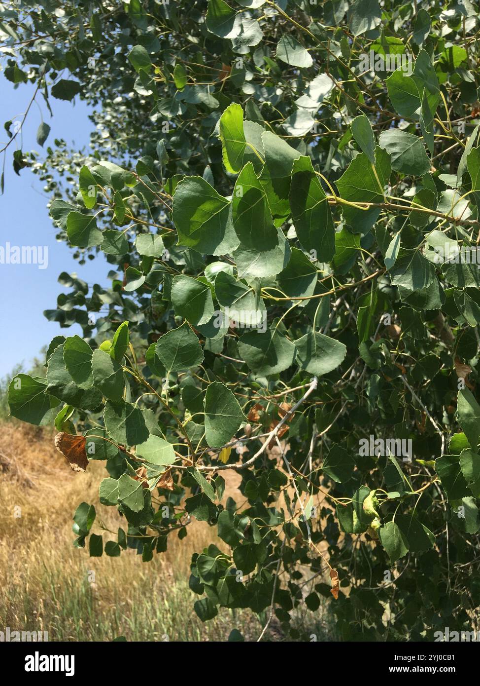 Fremont Cottonwood (Populus fremontii Stock Photo - Alamy