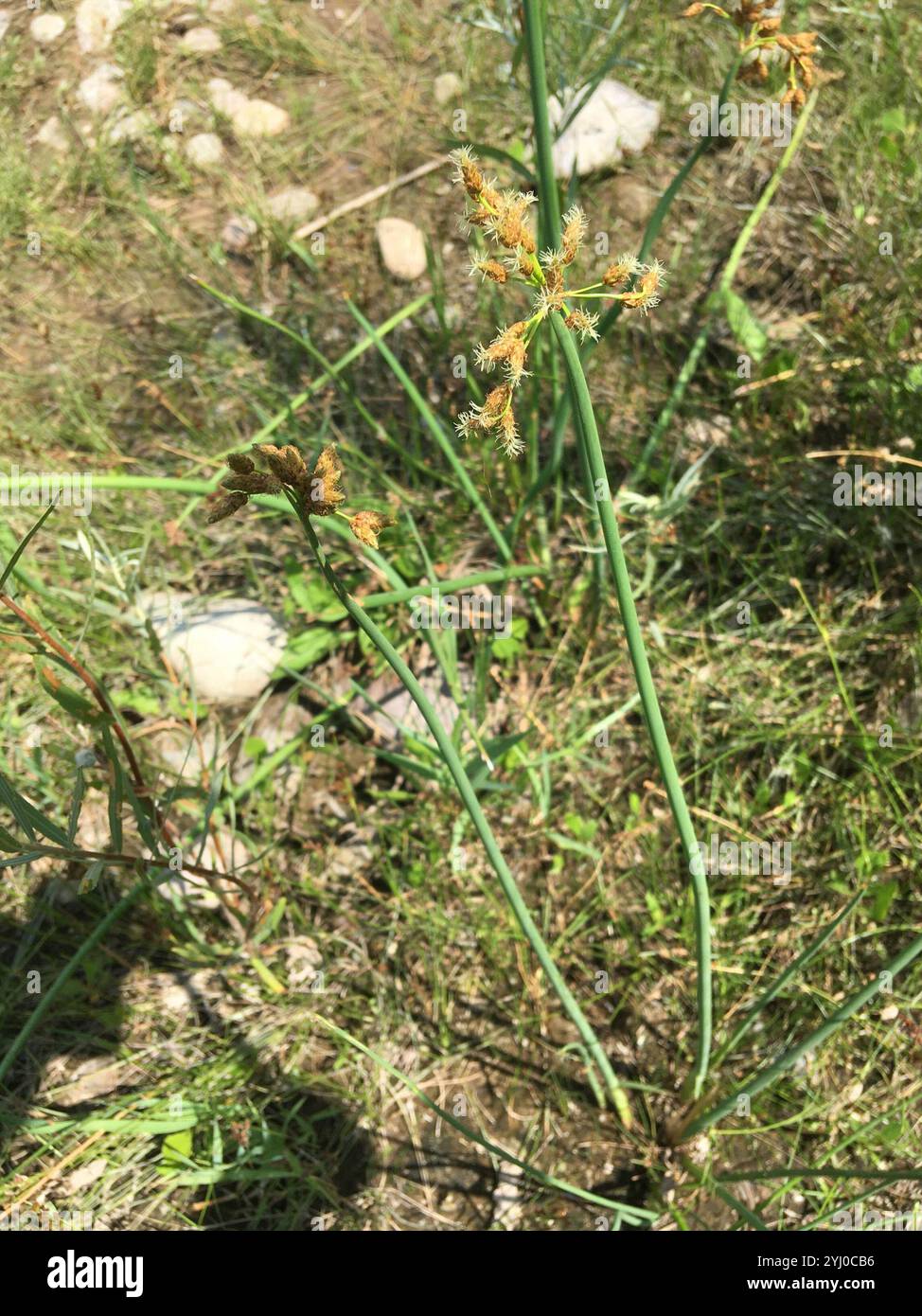 soft-stemmed bulrush (Schoenoplectus tabernaemontani Stock Photo - Alamy