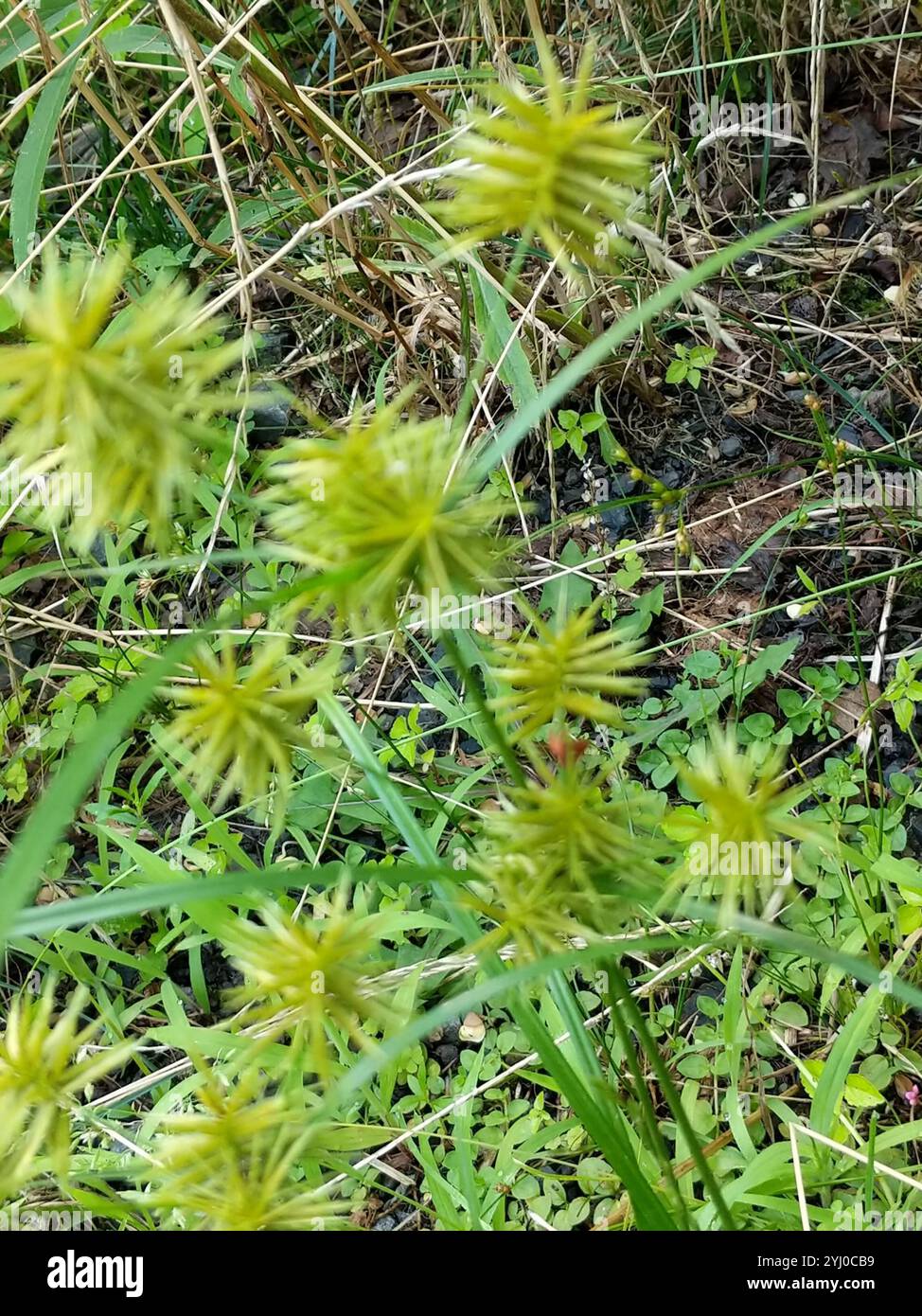 straw-colored flatsedge (Cyperus strigosus Stock Photo - Alamy