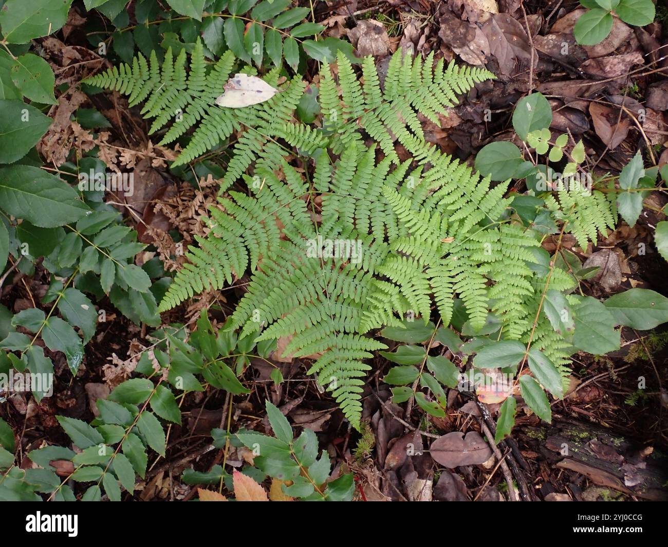 common bracken (Pteridium aquilinum Stock Photo - Alamy