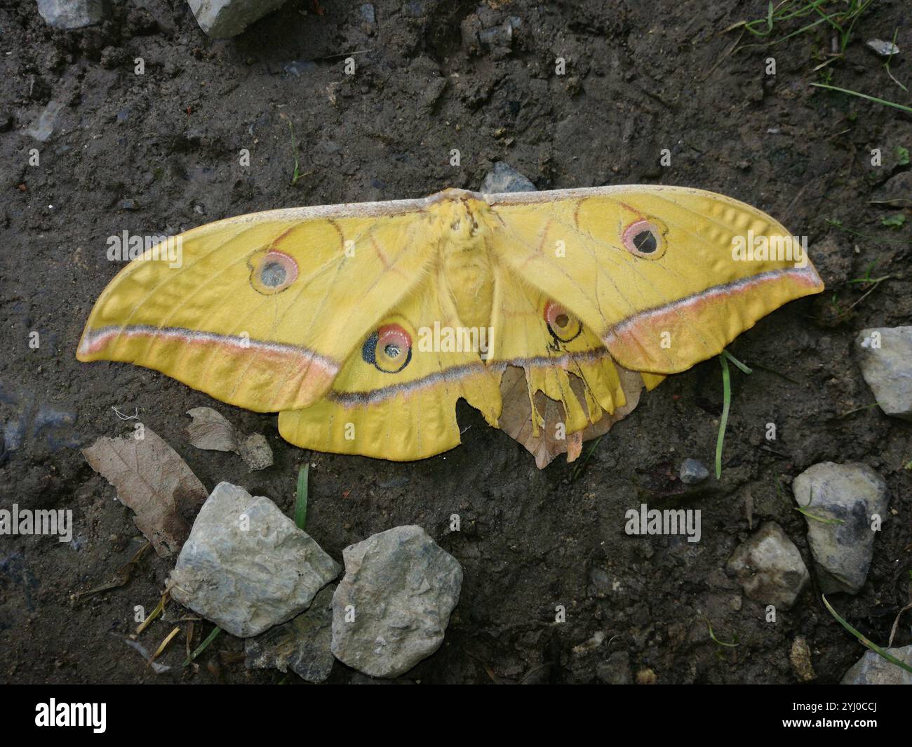 Japanese Silk Moth (Antheraea yamamai Stock Photo - Alamy