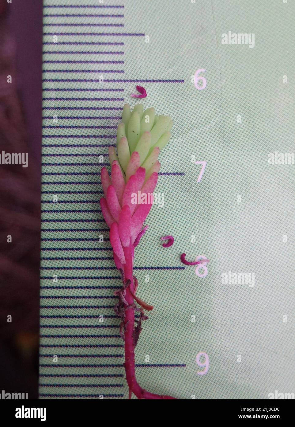 Turkish stonecrop (Sedum pallidum Stock Photo - Alamy