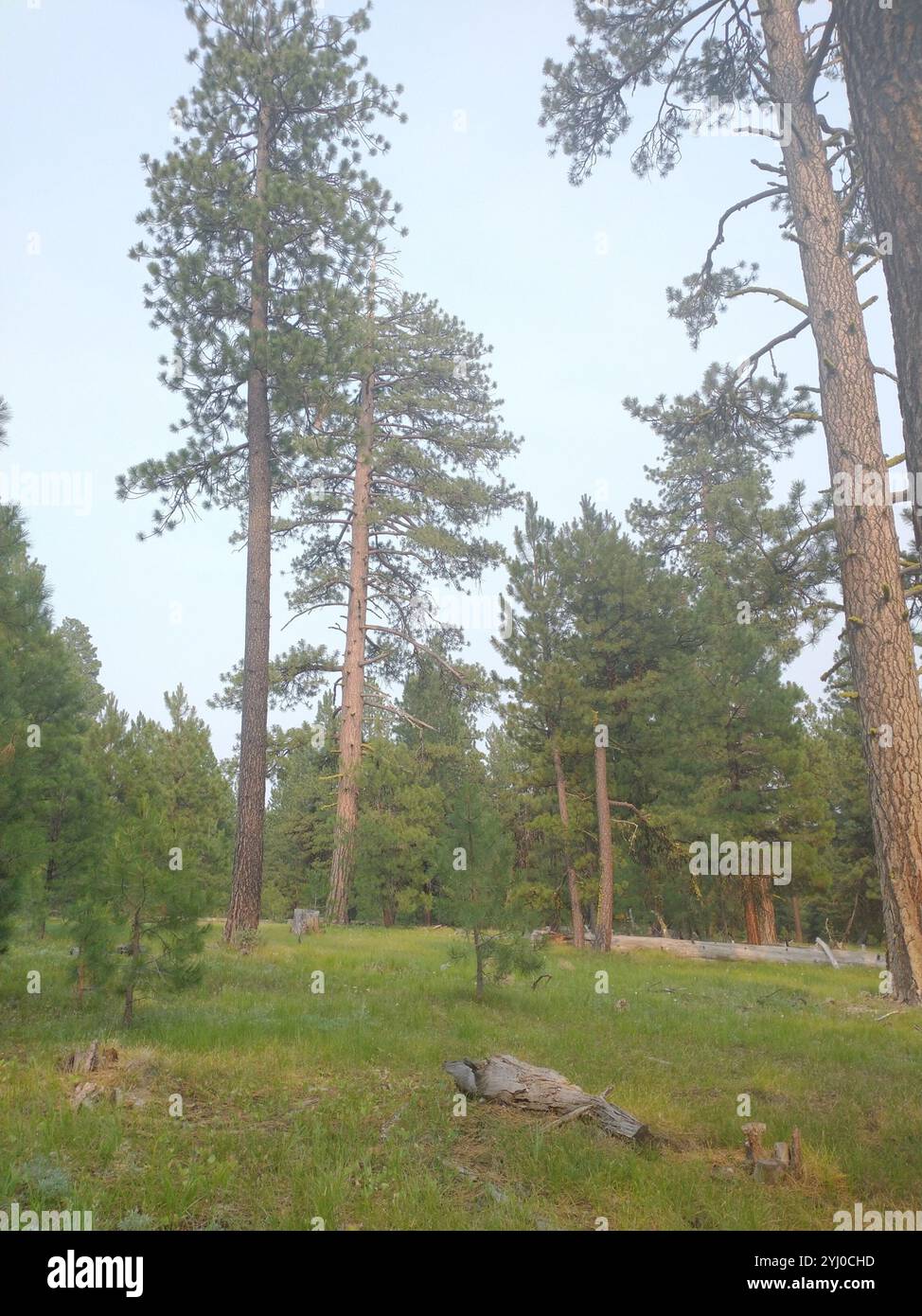 Ponderosa Pine (Pinus ponderosa Stock Photo - Alamy