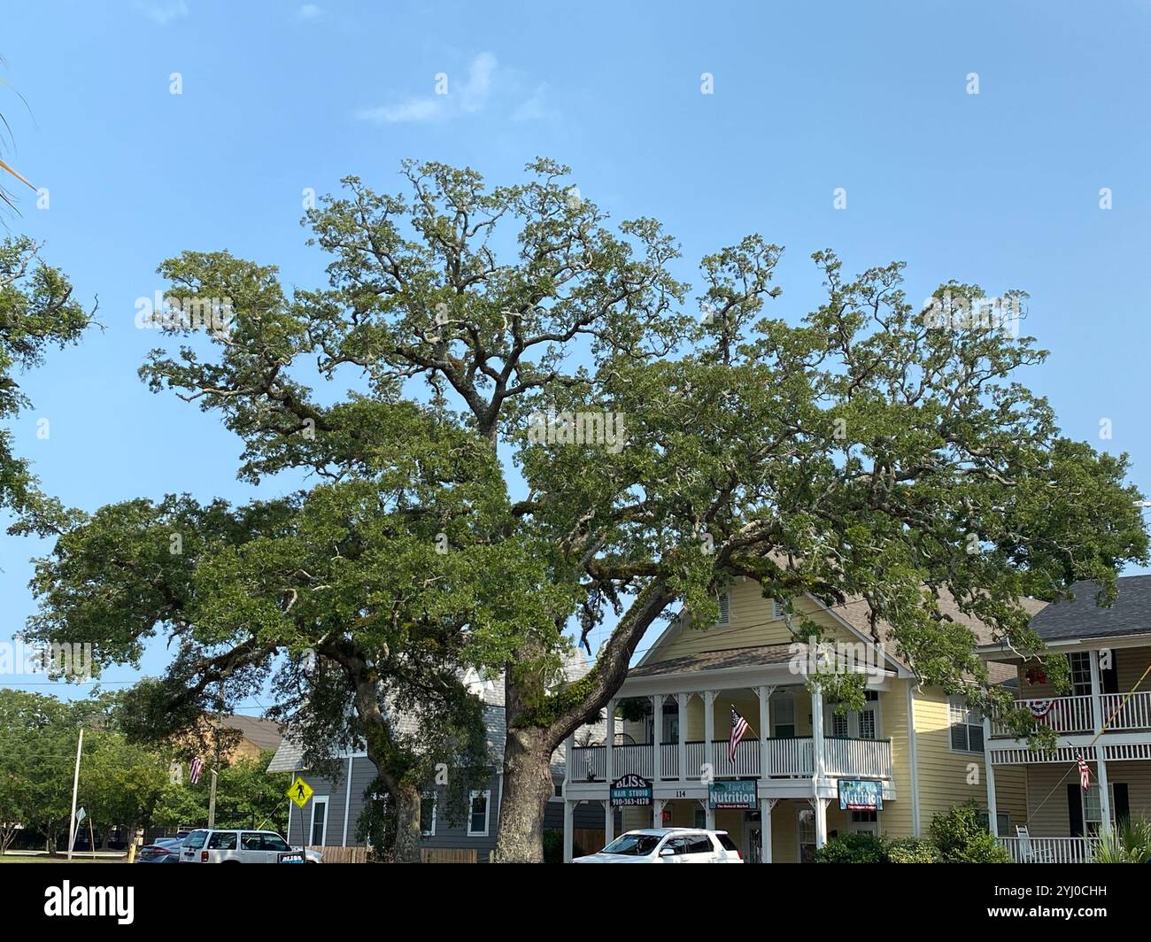 southern live oak (Quercus virginiana Stock Photo - Alamy