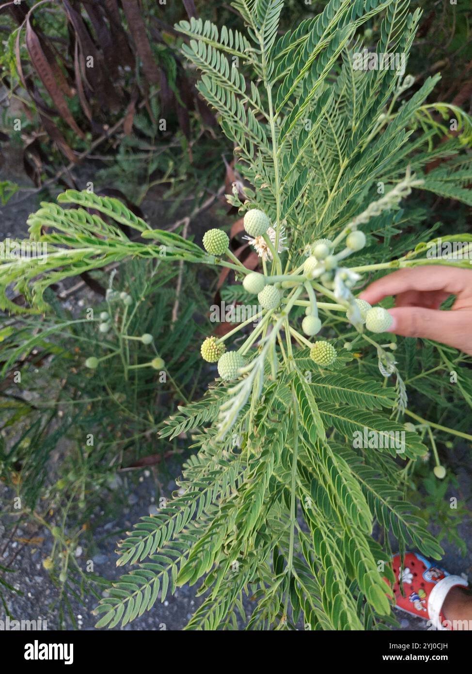 White leadtree (Leucaena leucocephala Stock Photo - Alamy