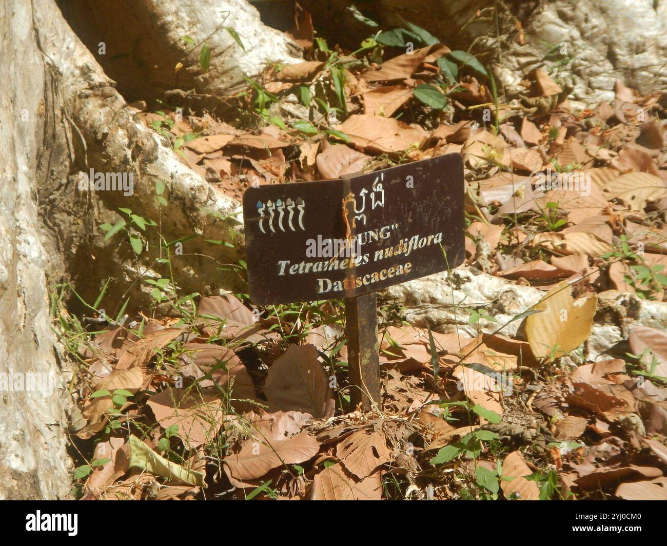 kapong tree (Tetrameles nudiflora Stock Photo - Alamy