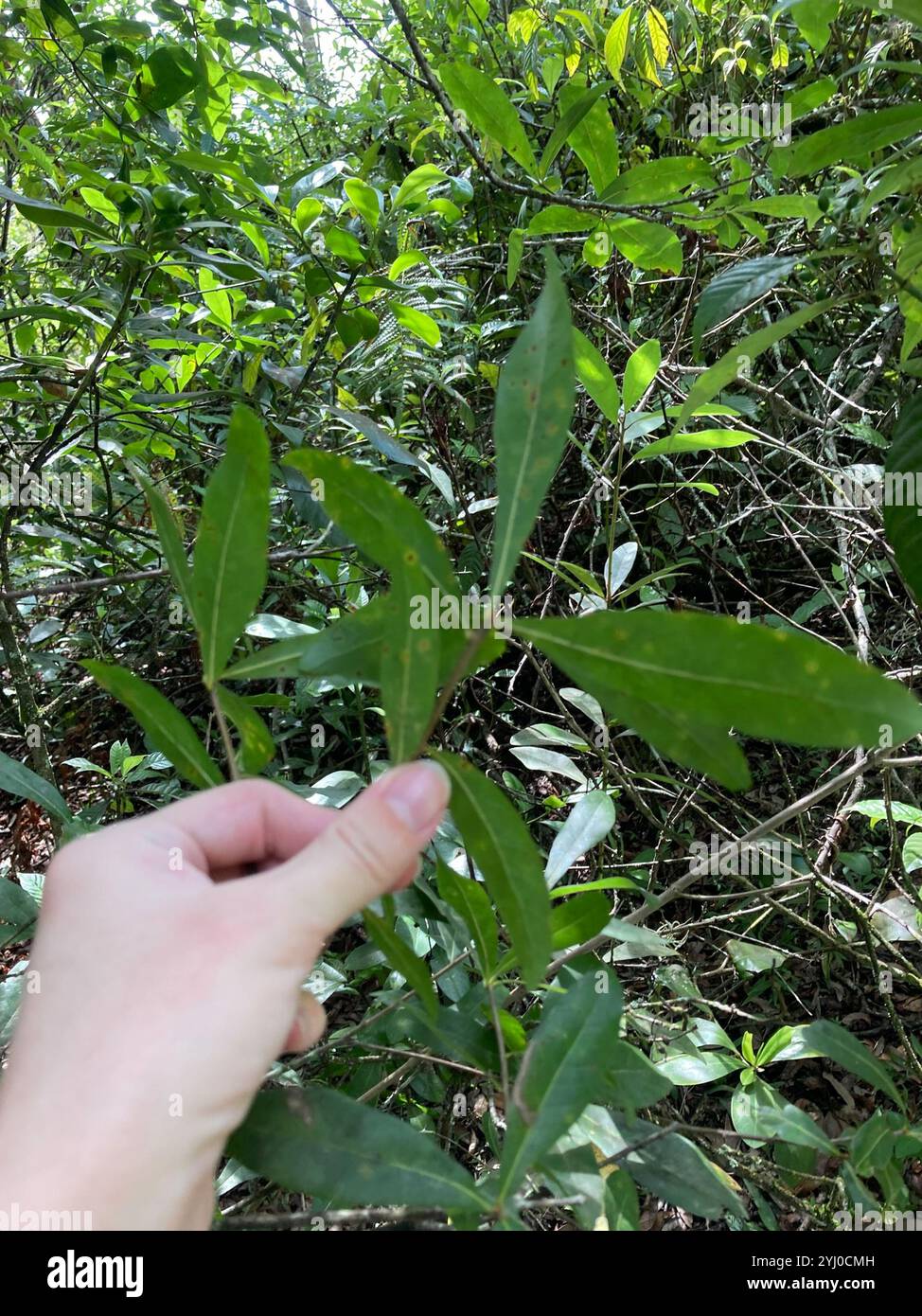 swamp laurel oak (Quercus laurifolia Stock Photo - Alamy