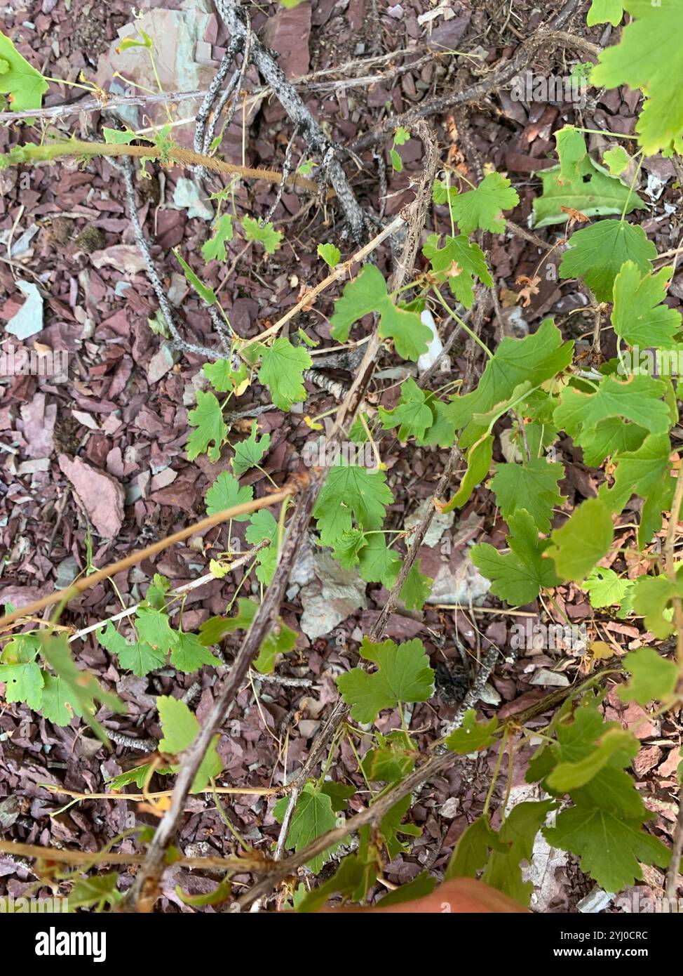 Canadian gooseberry hi-res stock photography and images - Alamy
