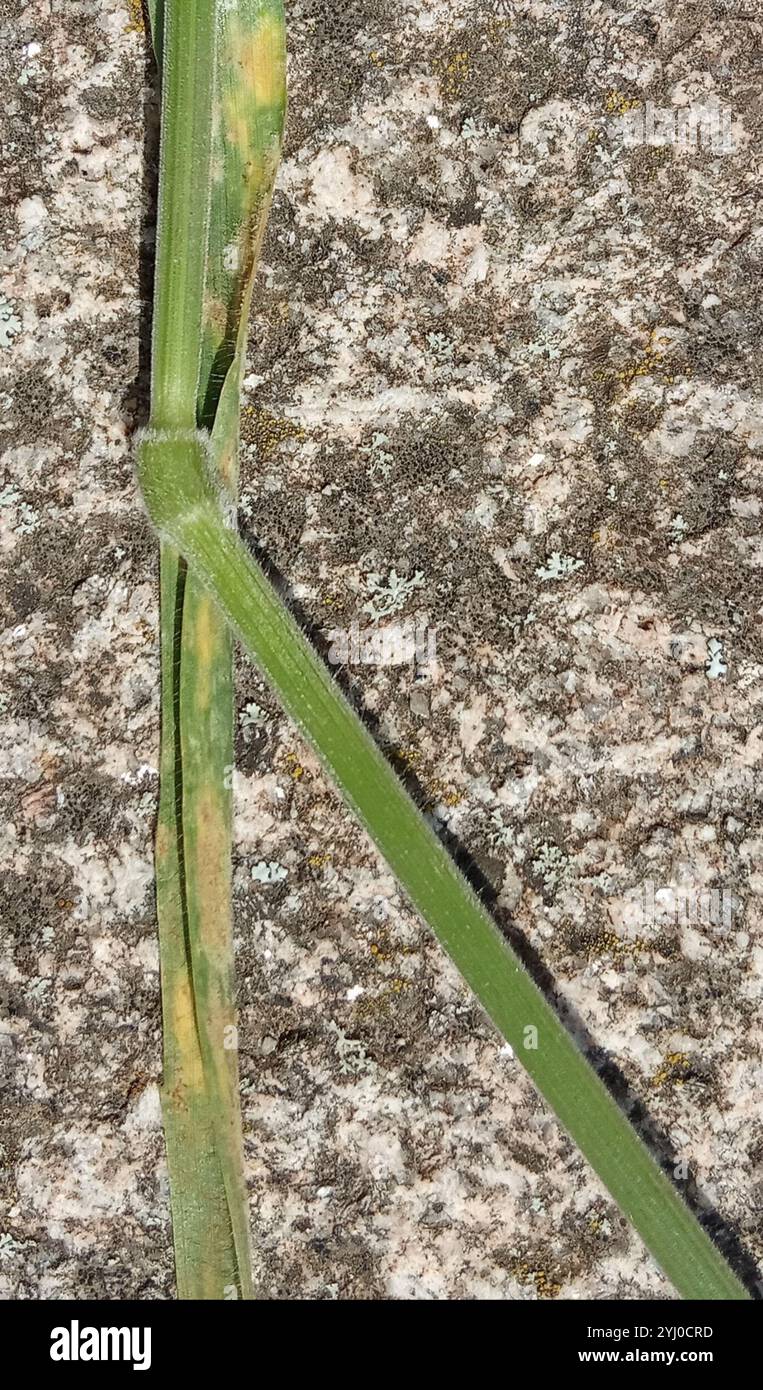 common soft brome (Bromus hordeaceus Stock Photo - Alamy