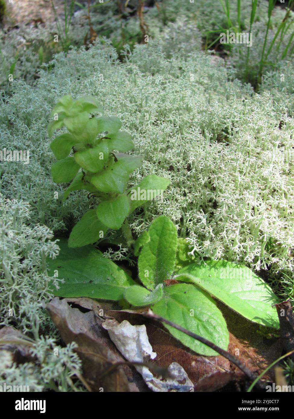 Pyramidal bugle ajuga pyramidalis hi-res stock photography and images ...