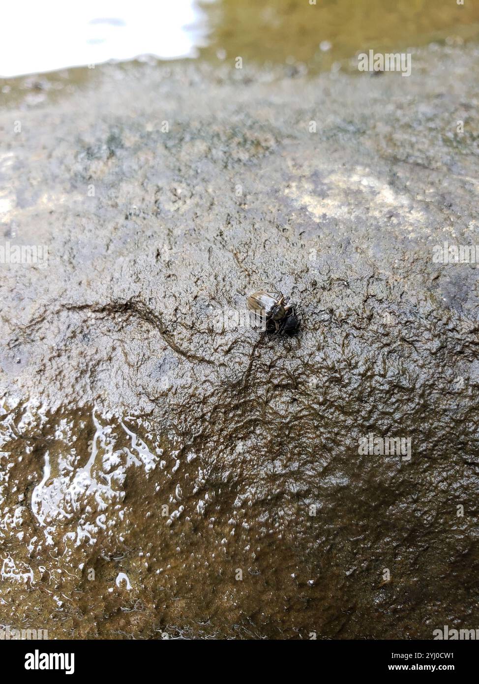 Water penny beetle hi-res stock photography and images - Alamy