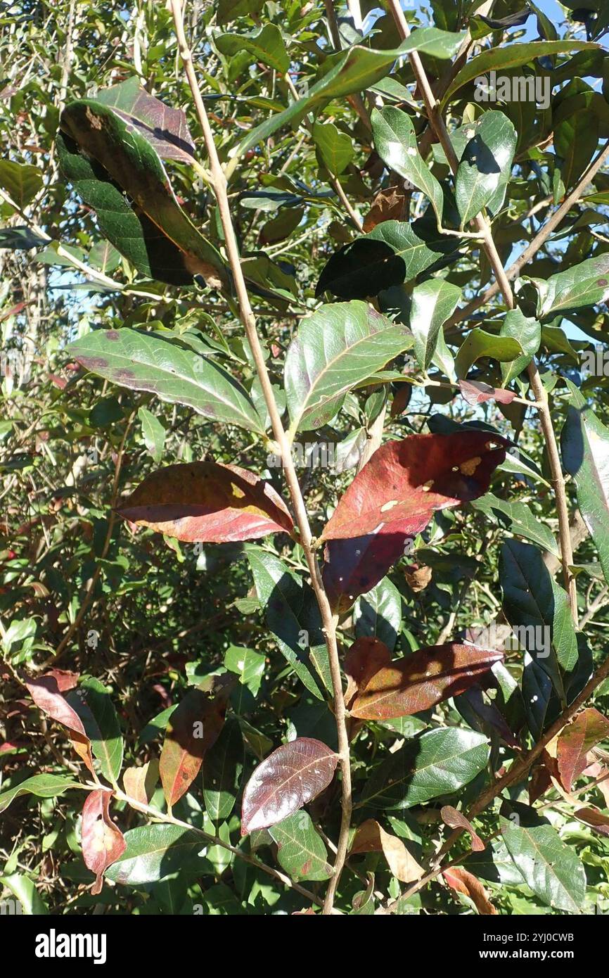 Forest Bushwillow (Combretum kraussii Stock Photo - Alamy