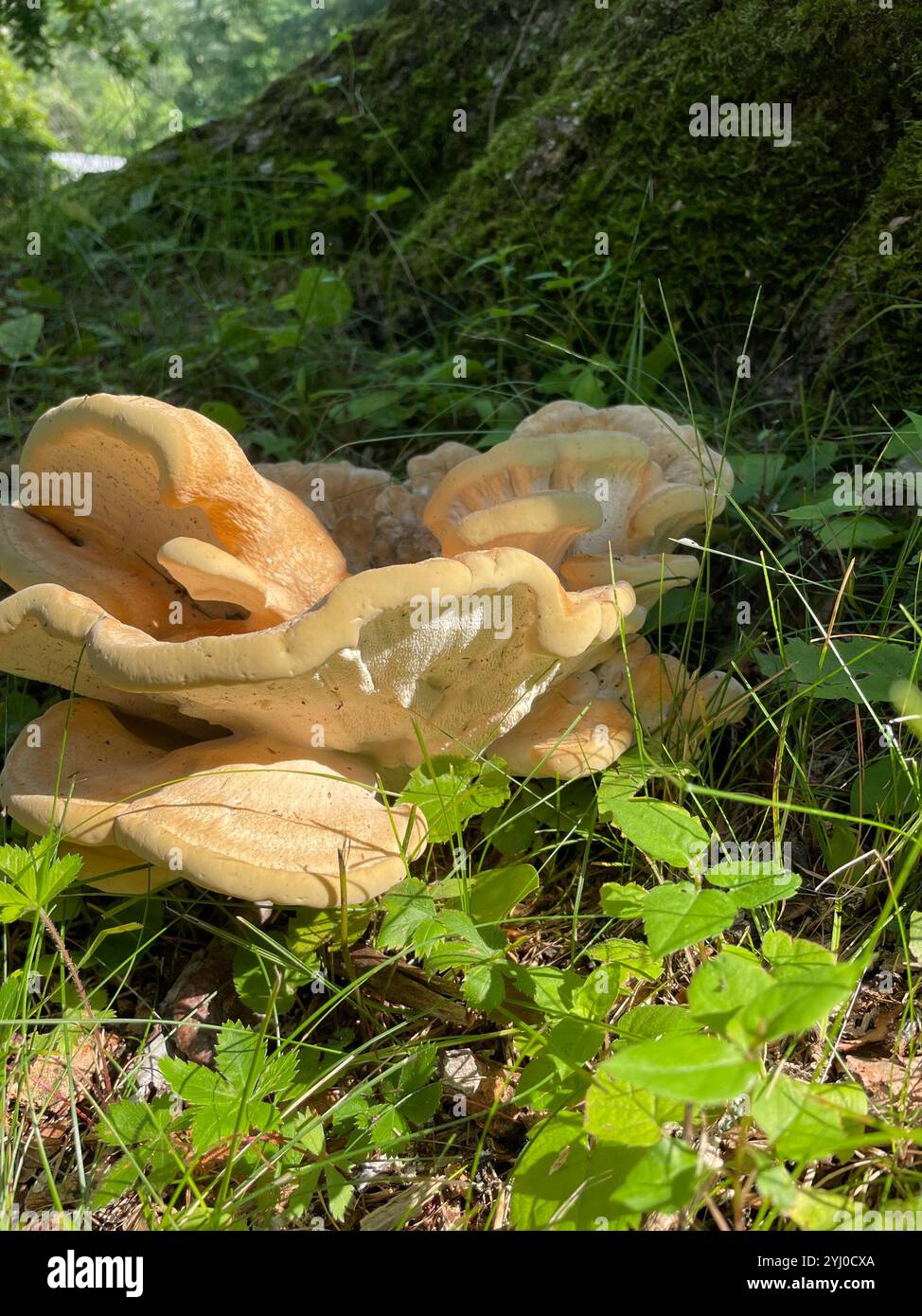 Berkeleyi hi-res stock photography and images - Alamy