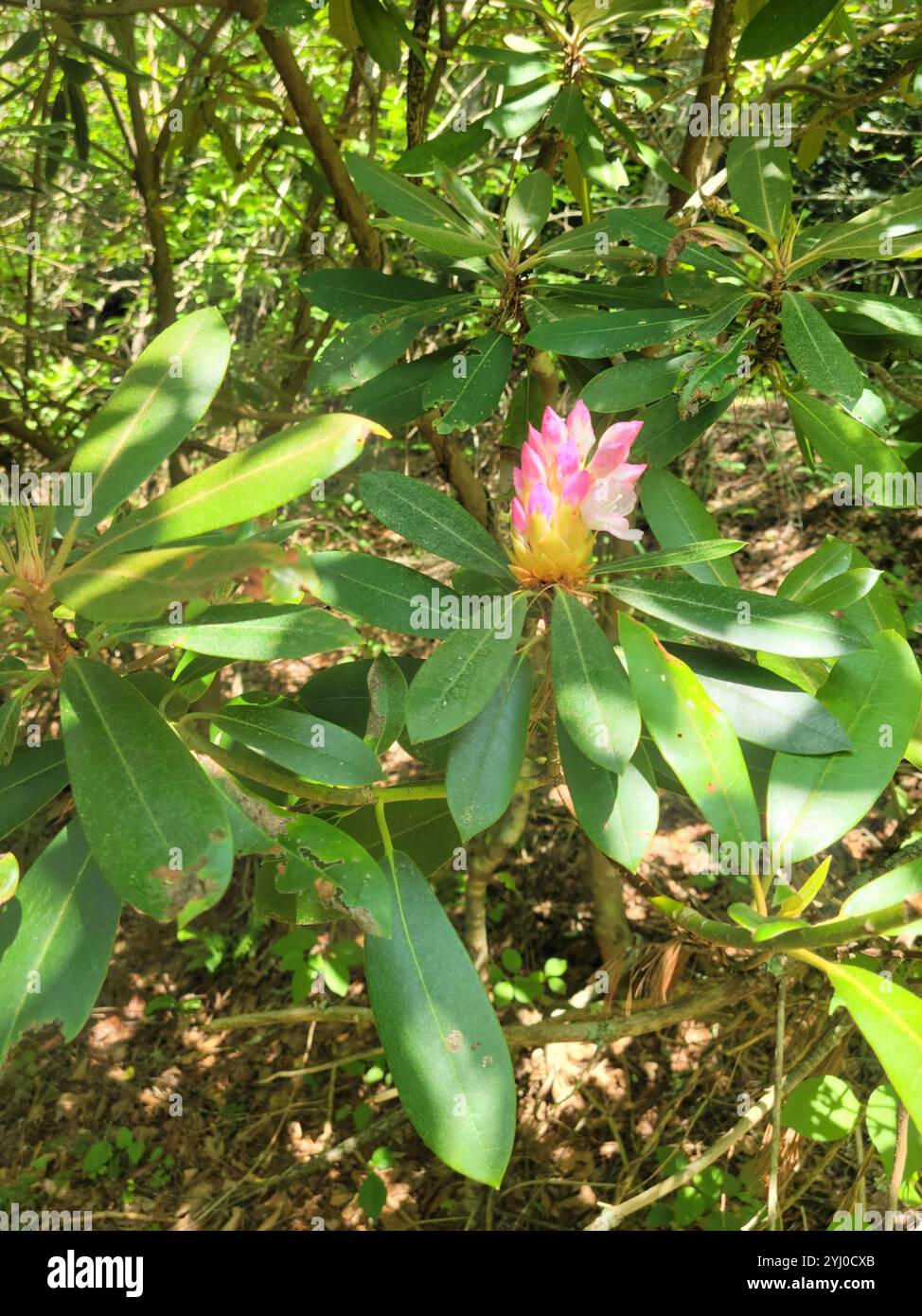 great rhododendron (Rhododendron maximum Stock Photo - Alamy