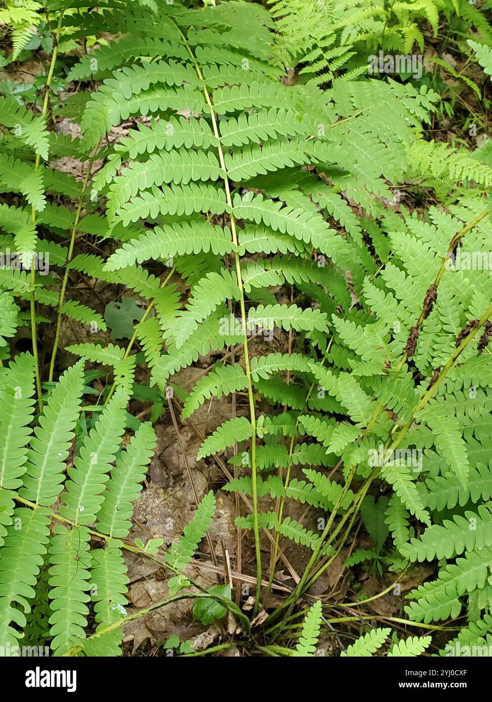 interrupted fern (Osmunda claytoniana Stock Photo - Alamy