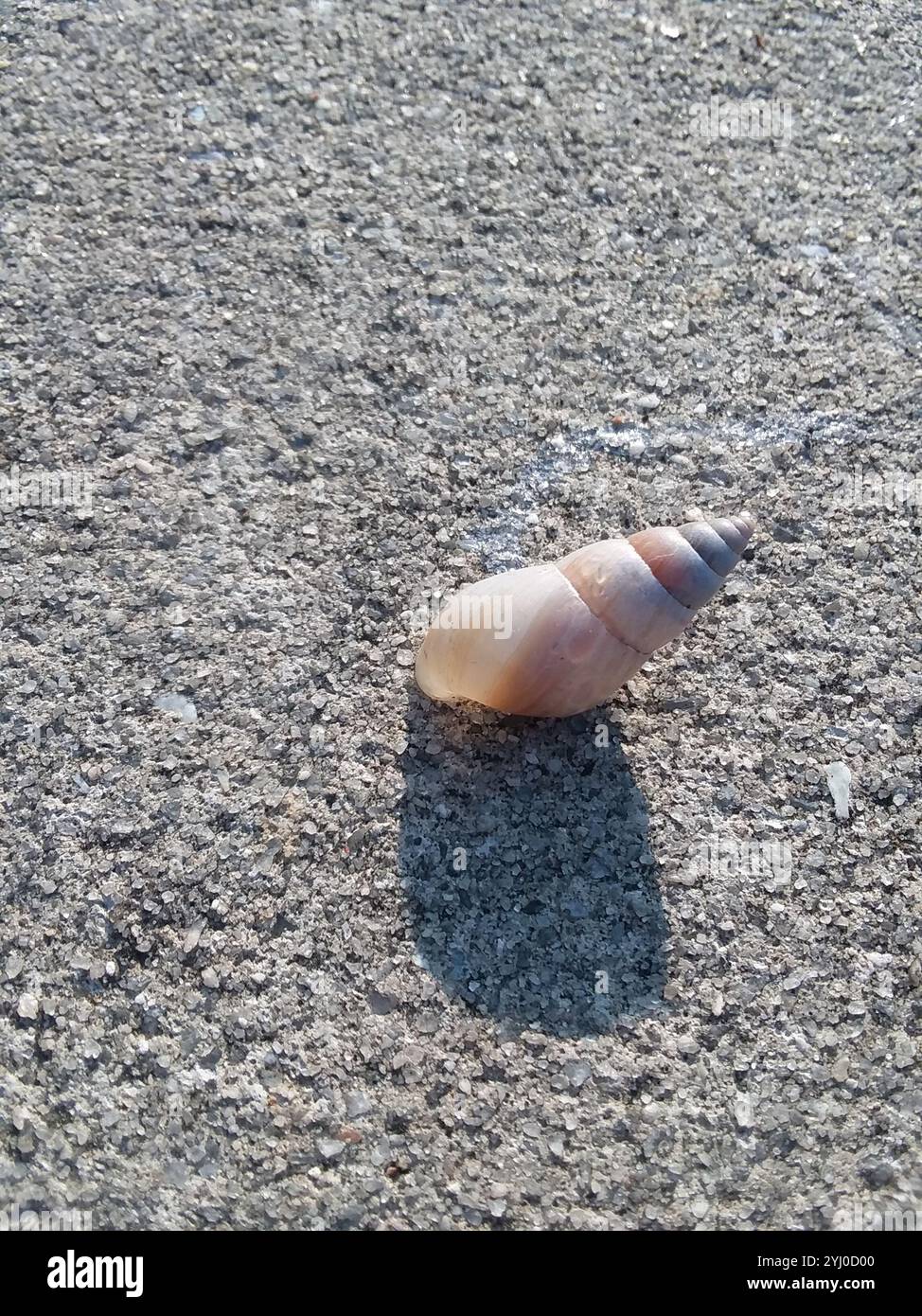 Ghost Bulimulus (Bulimulus bonariensis Stock Photo - Alamy