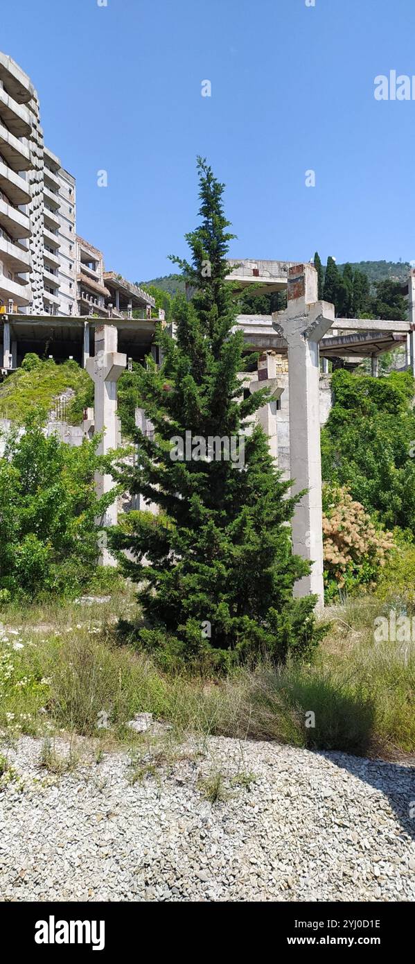 Mediterranean cypress (Cupressus sempervirens Stock Photo - Alamy