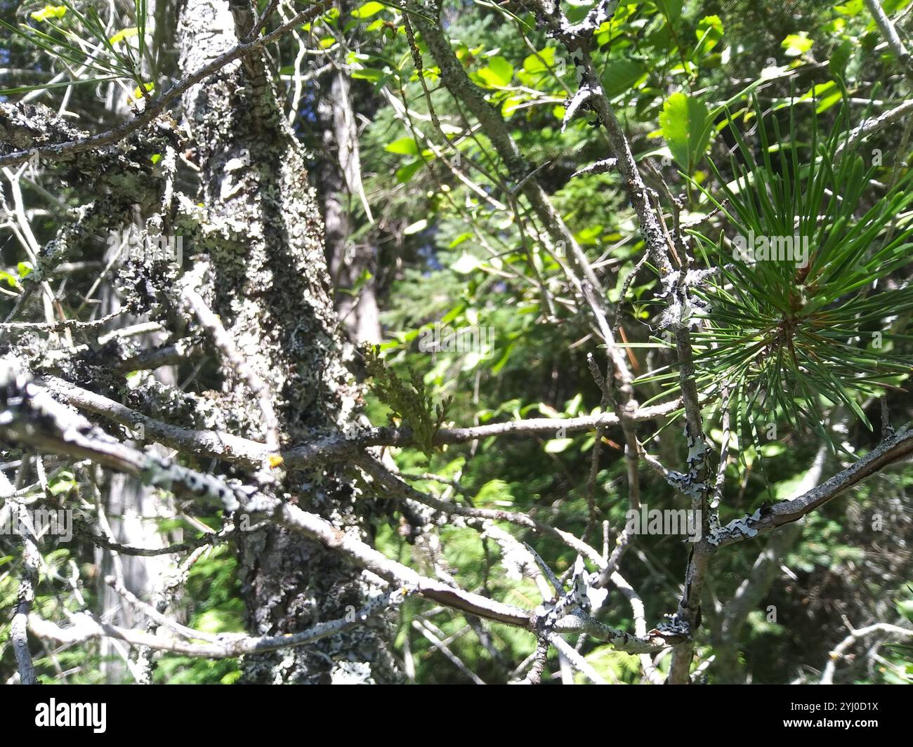 Arceuthobium americanum hi-res stock photography and images - Alamy