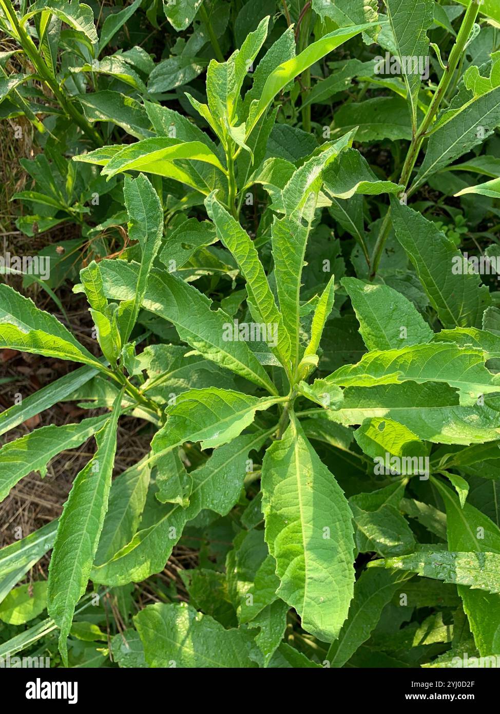Wingstem (Verbesina alternifolia Stock Photo - Alamy