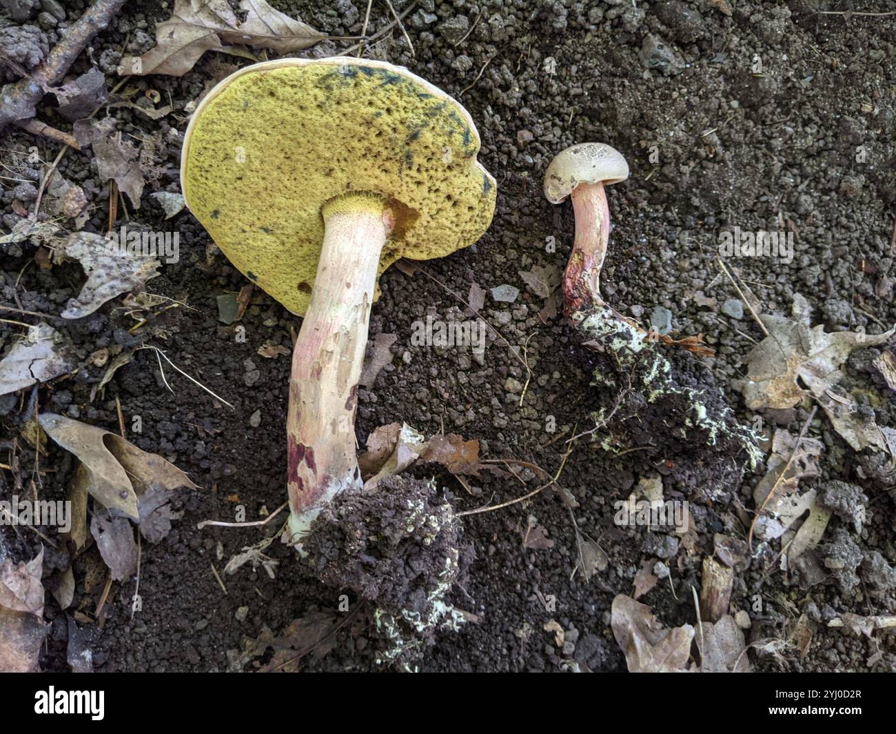Caloboletus hi-res stock photography and images - Alamy