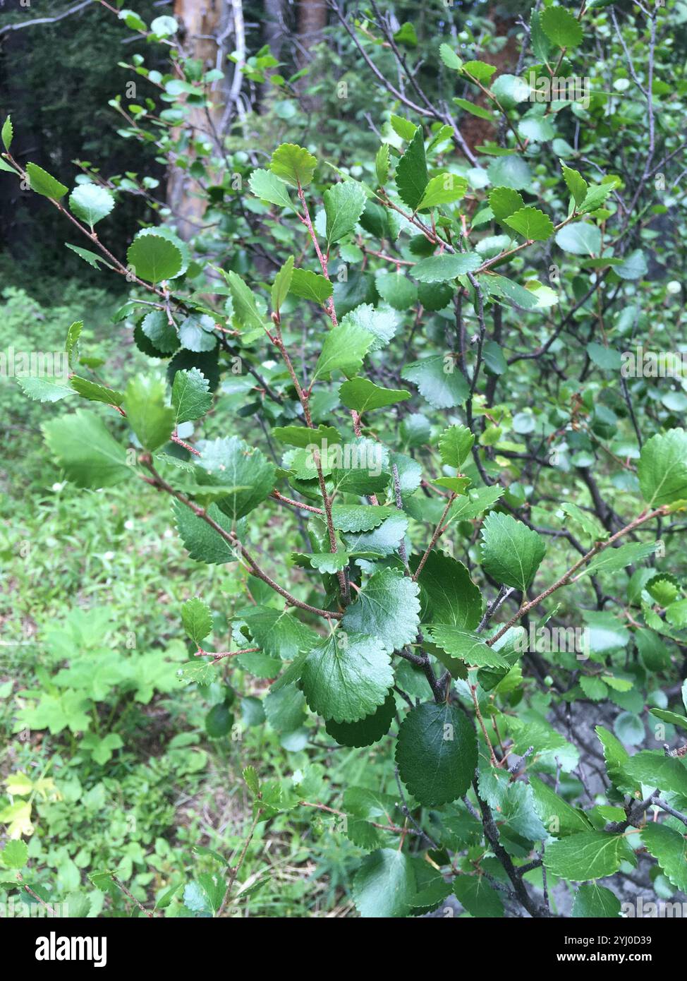 dwarf resin birch (Betula glandulosa Stock Photo - Alamy