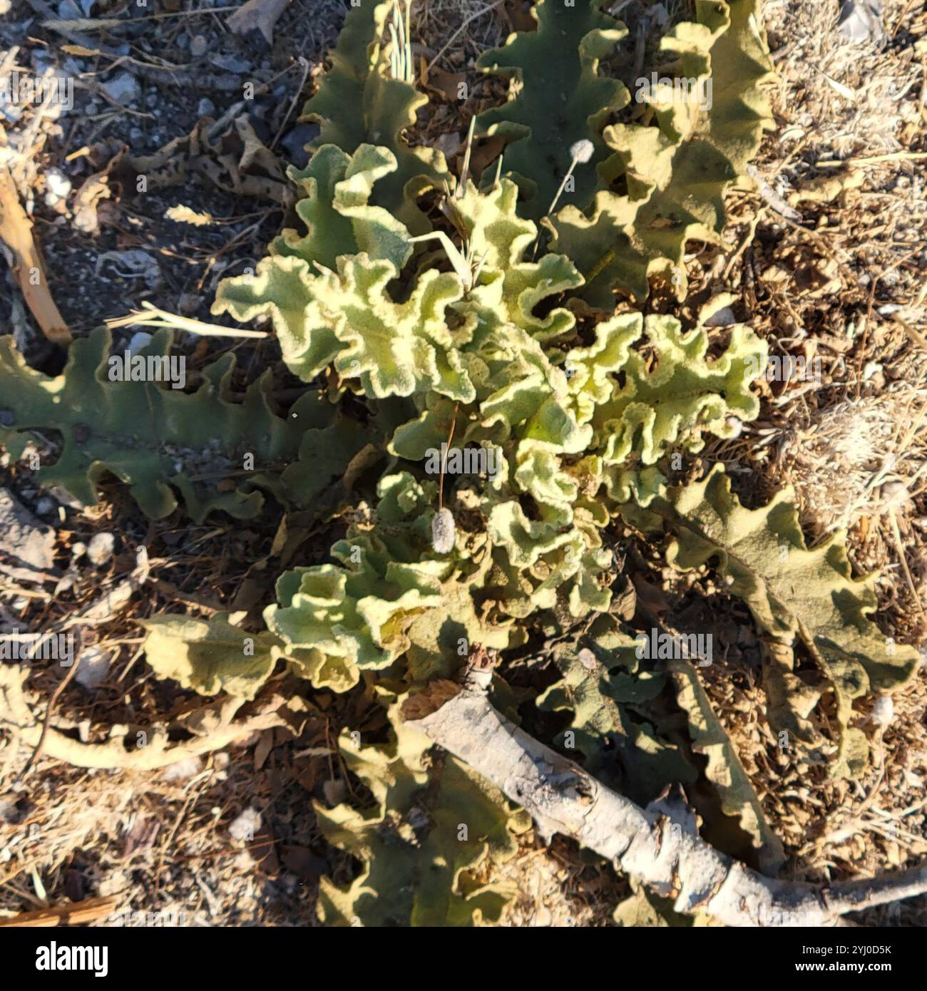 Mullein verbascum sinuatum hi-res stock photography and images - Alamy