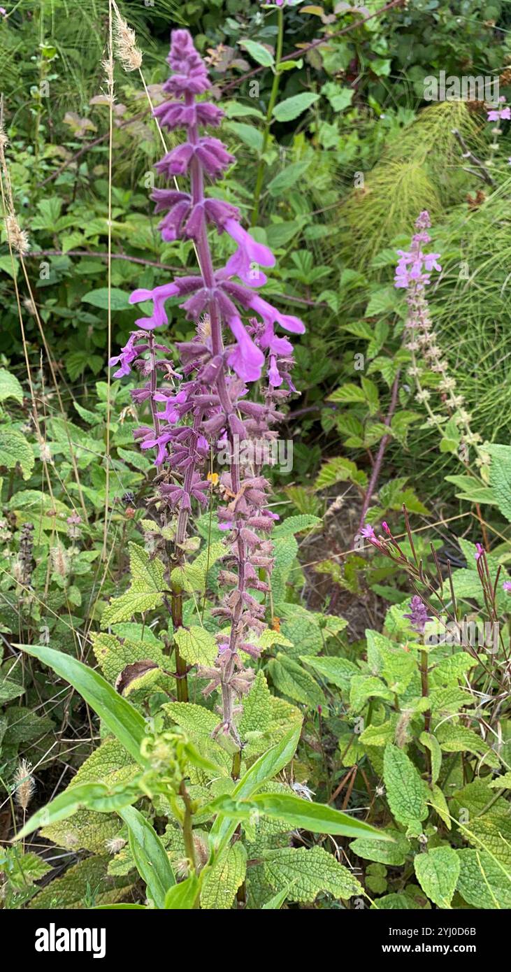 Coastal hedge nettle hi-res stock photography and images - Alamy