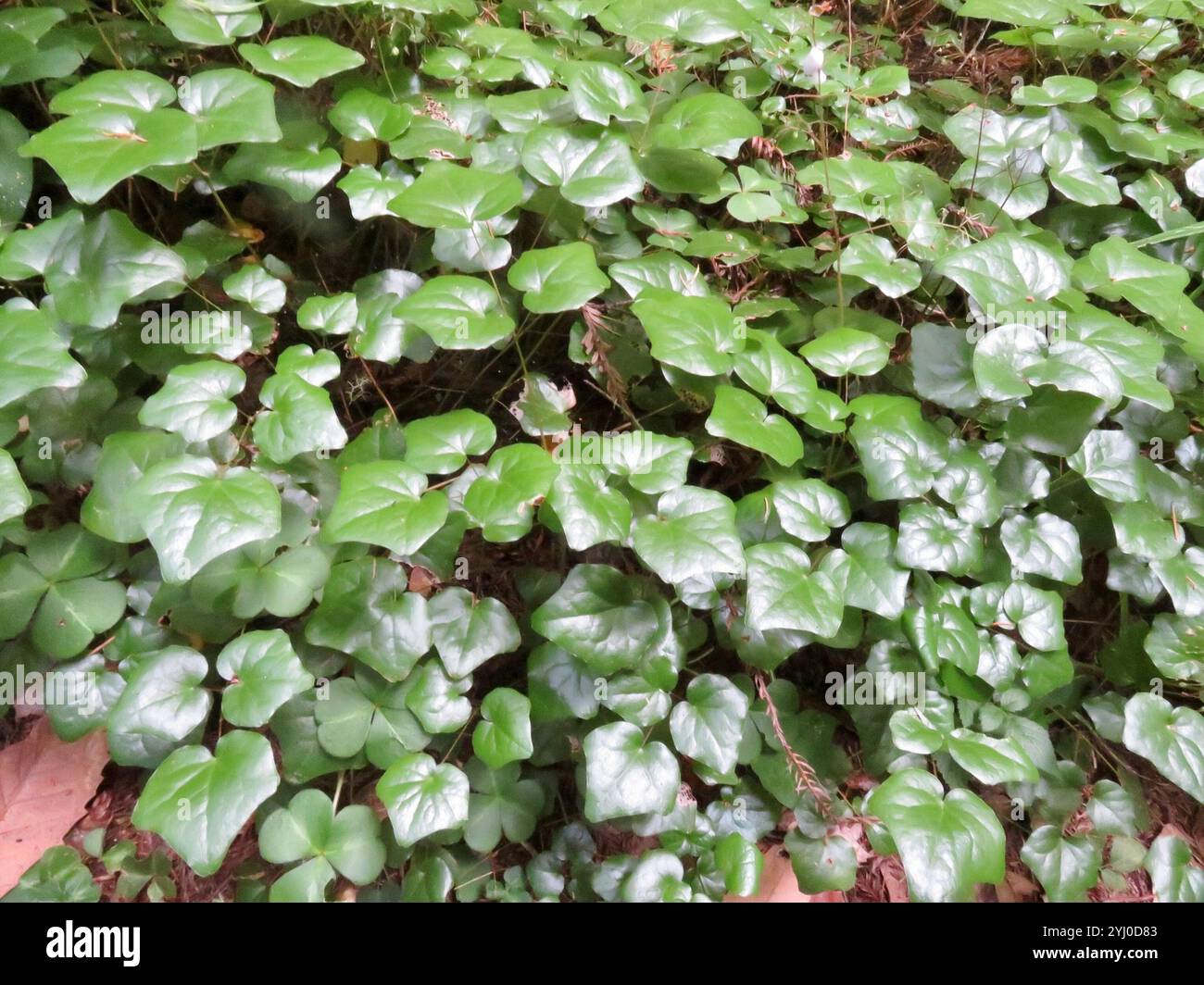 redwood inside-out flower (Vancouveria planipetala Stock Photo - Alamy