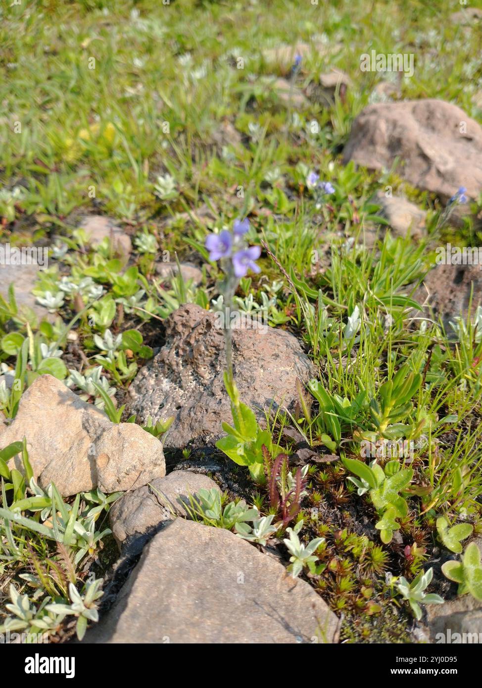 American alpine speedwell (Veronica wormskjoldii Stock Photo - Alamy