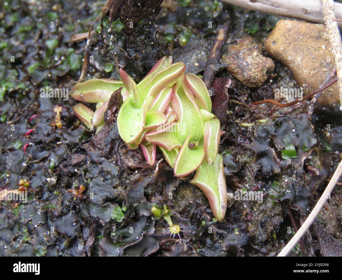 Common Butterwort (Pinguicula vulgaris Stock Photo - Alamy