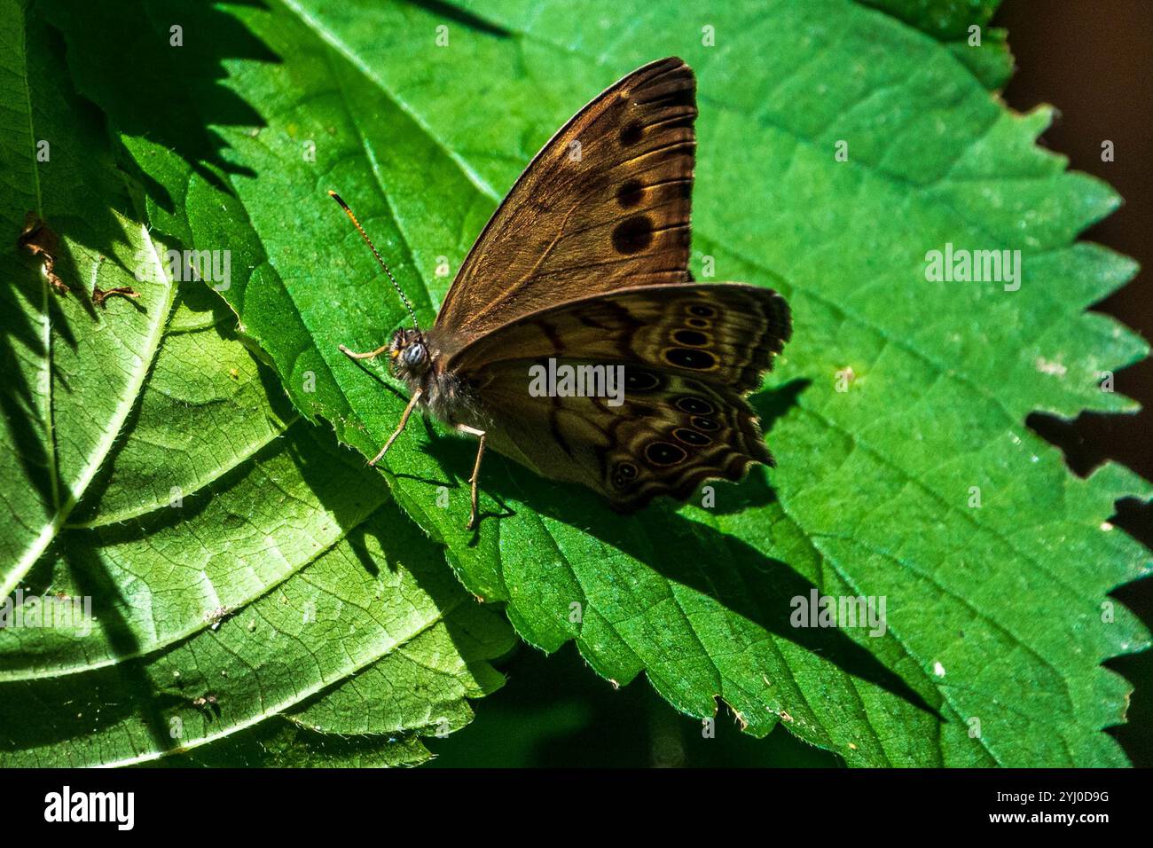 Lethe anthedon hi-res stock photography and images - Alamy