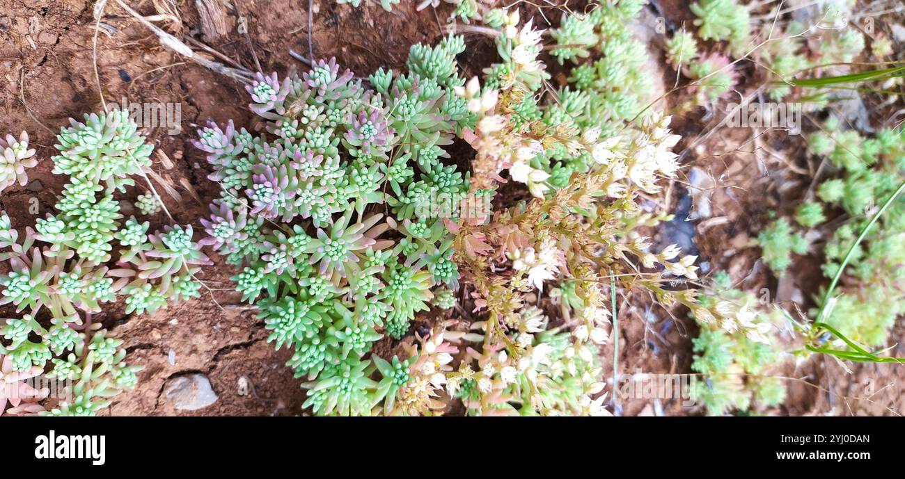 Turkish stonecrop (Sedum pallidum Stock Photo - Alamy