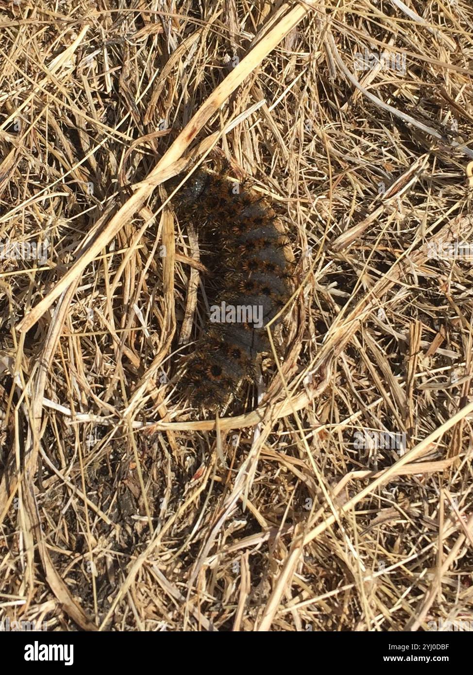 Western Sheep Moth (Hemileuca eglanterina Stock Photo - Alamy