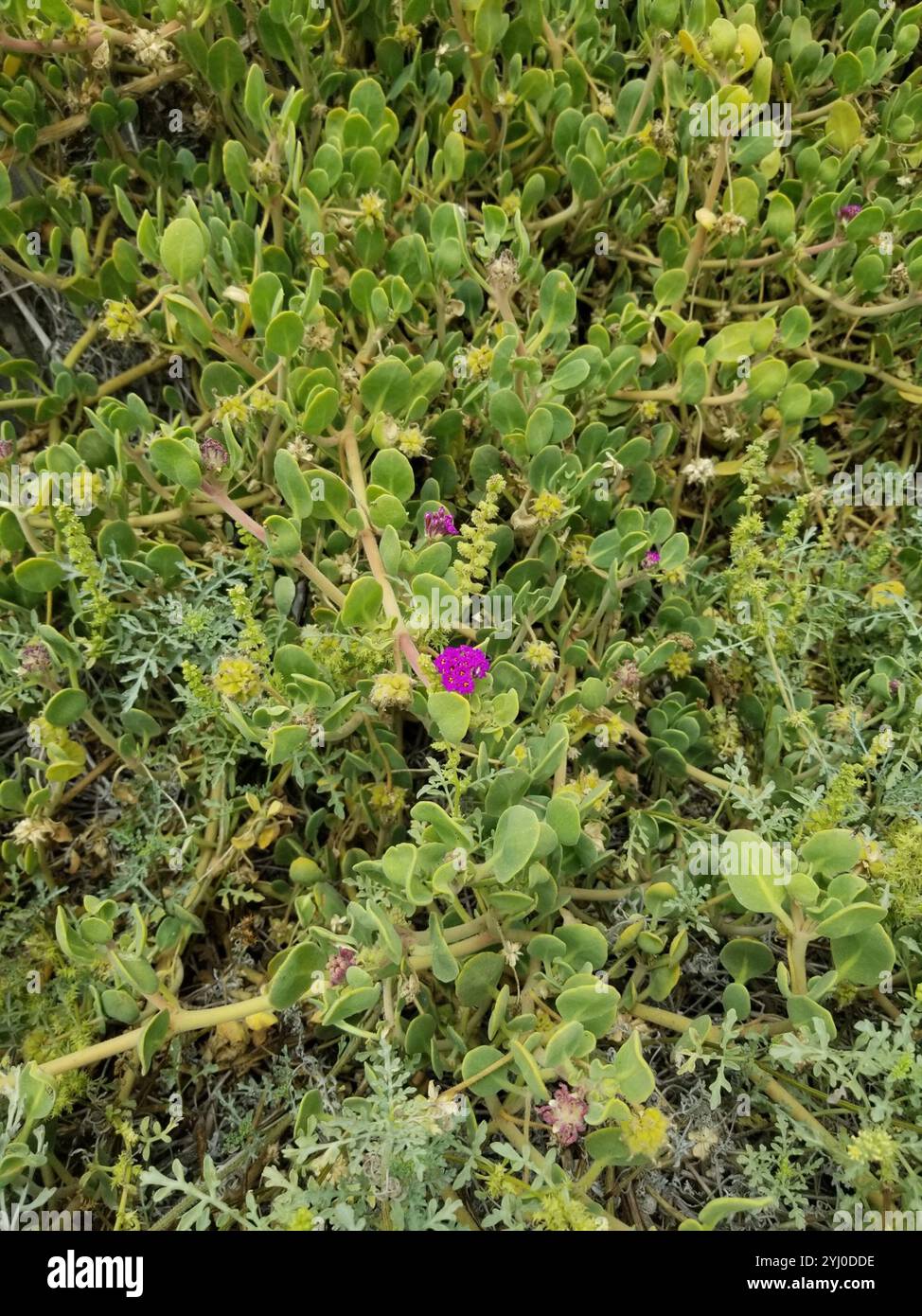 red sand-verbena (Abronia maritima Stock Photo - Alamy