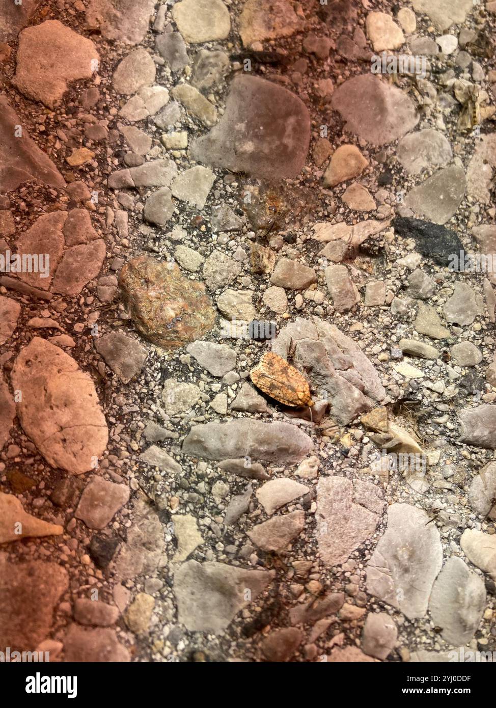 Four-dotted Agonopterix Moth (Agonopterix robiniella Stock Photo - Alamy