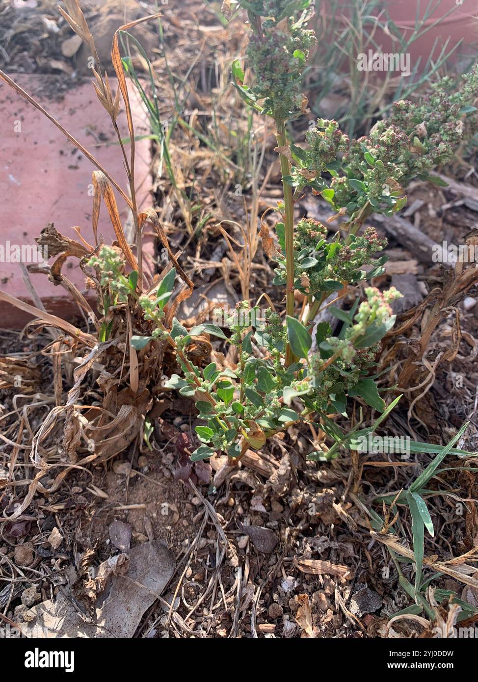 Chenopodioideae subfamily hi-res stock photography and images - Alamy
