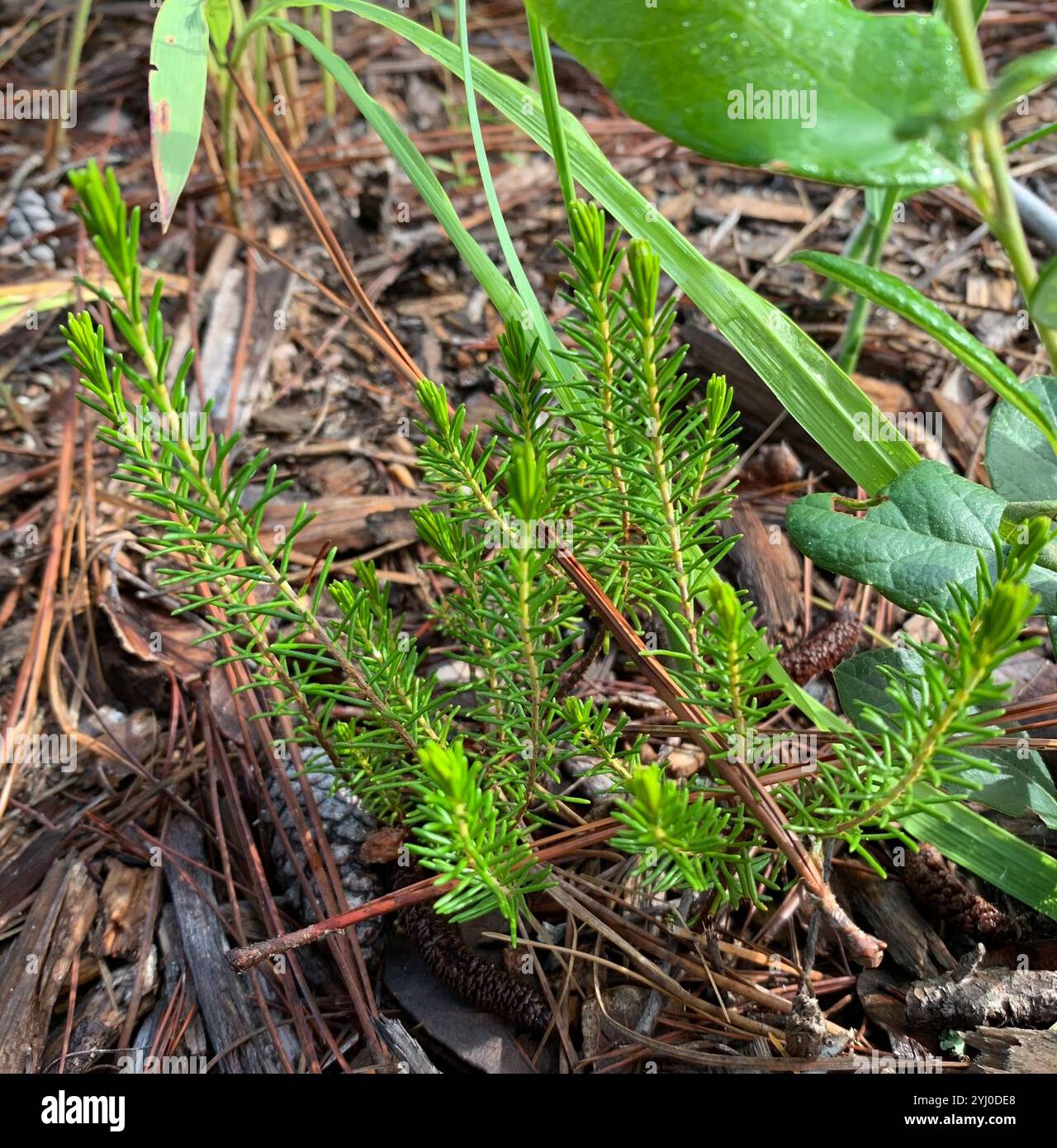 Florida rosemary (Ceratiola ericoides Stock Photo - Alamy