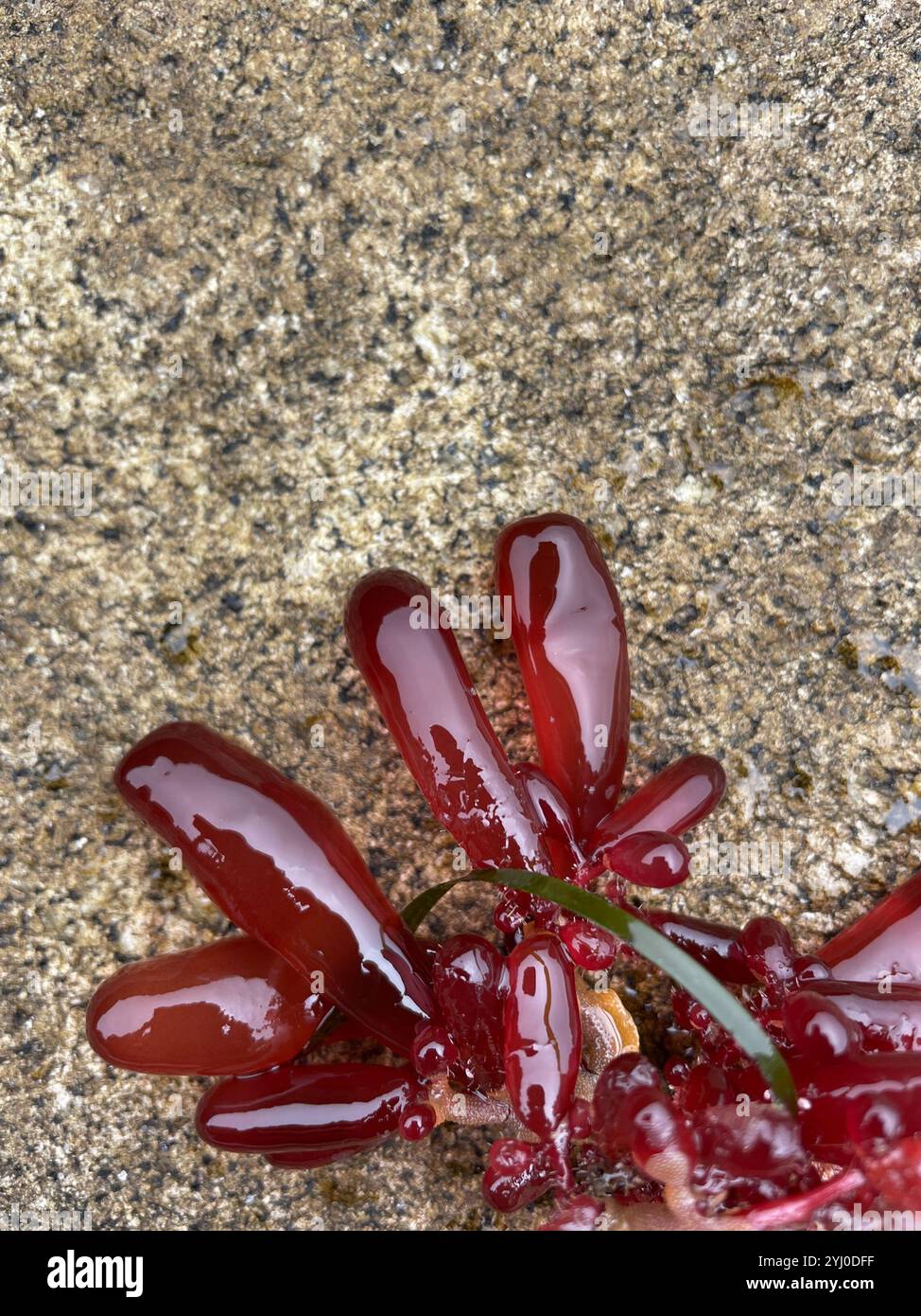 Red Sea Grapes (Botryocladia pseudodichotoma Stock Photo - Alamy