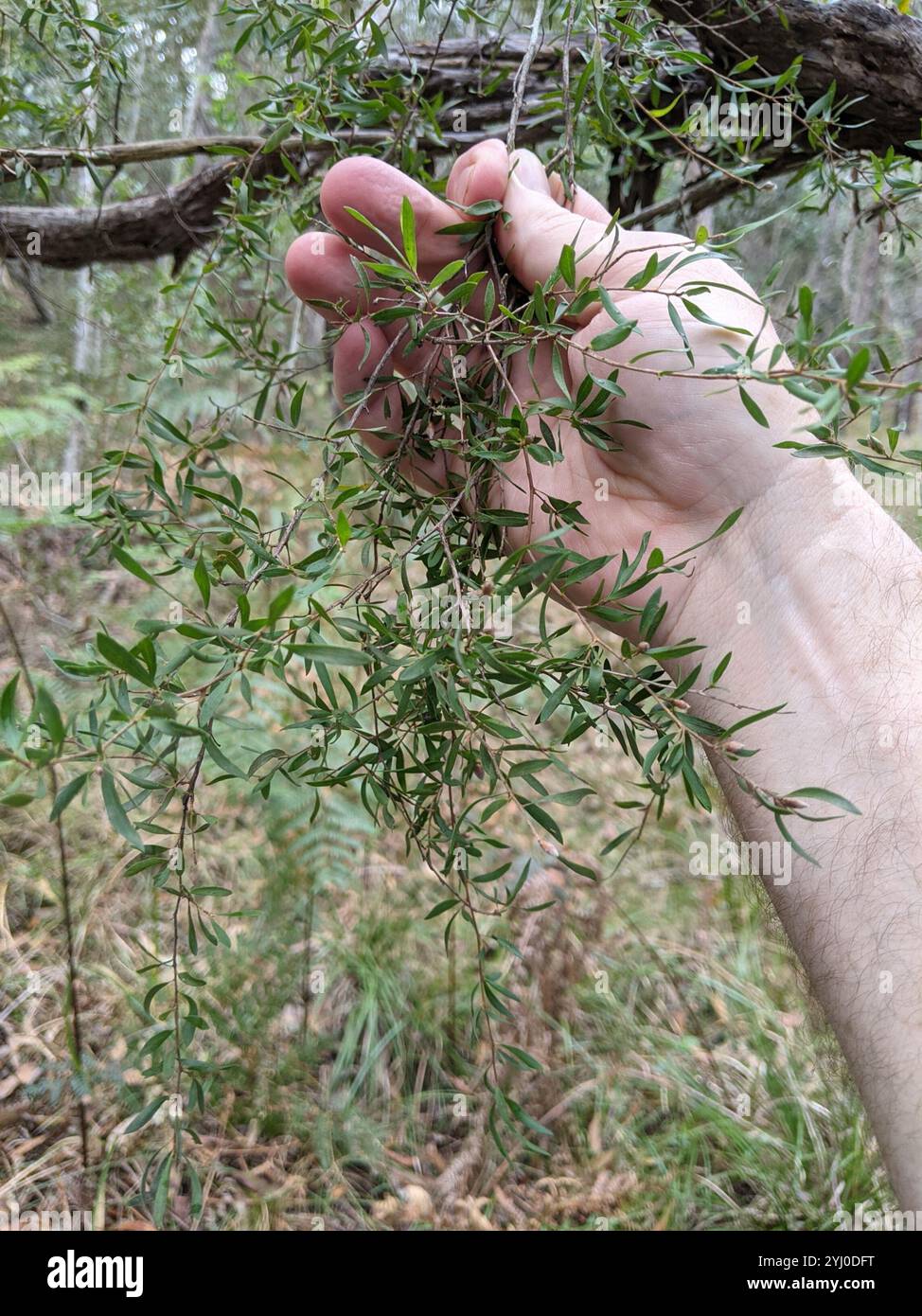 Paperbark Tea Tree (Gaudium trinervium Stock Photo - Alamy