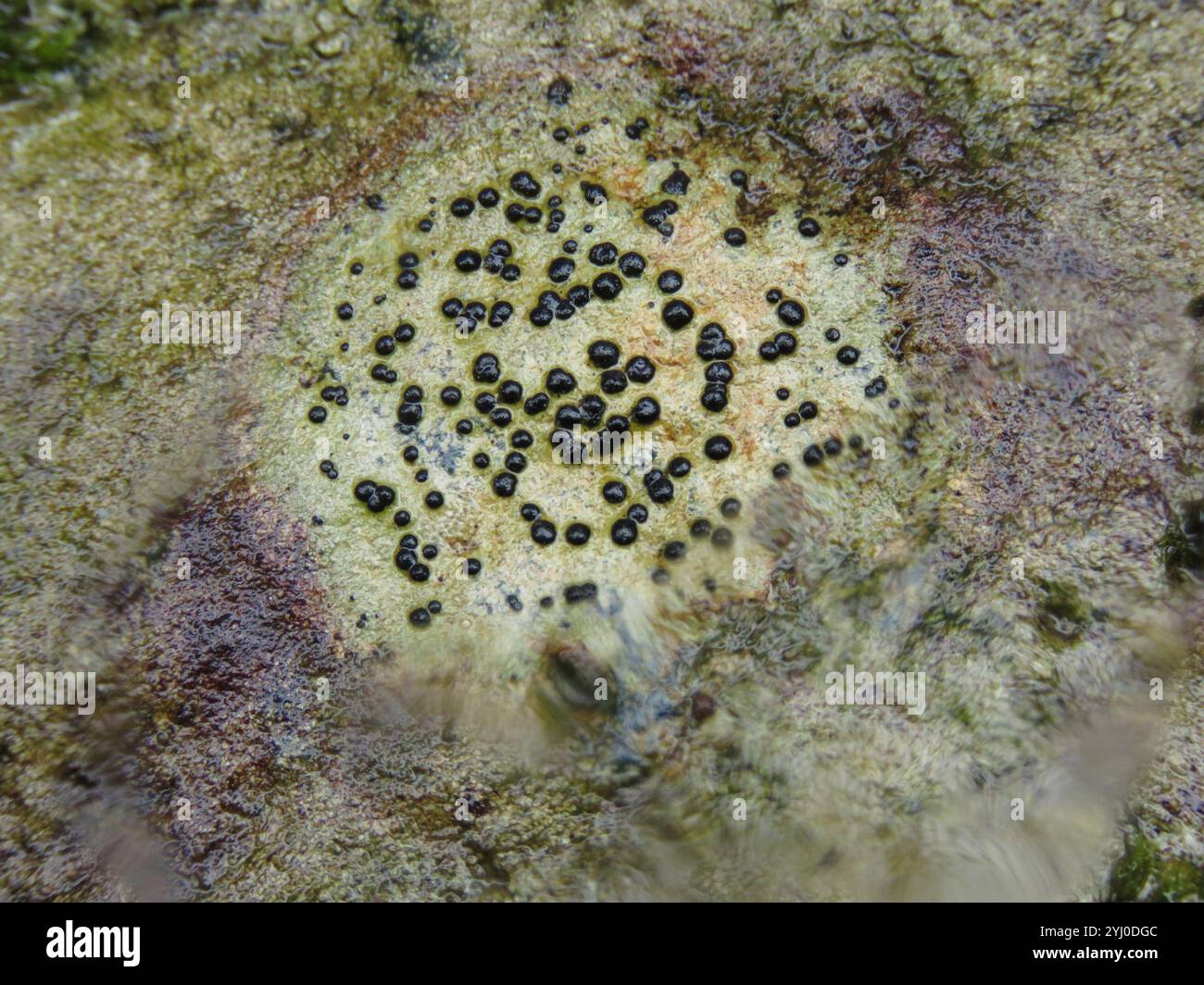 Concentric boulder lichen hi-res stock photography and images - Alamy