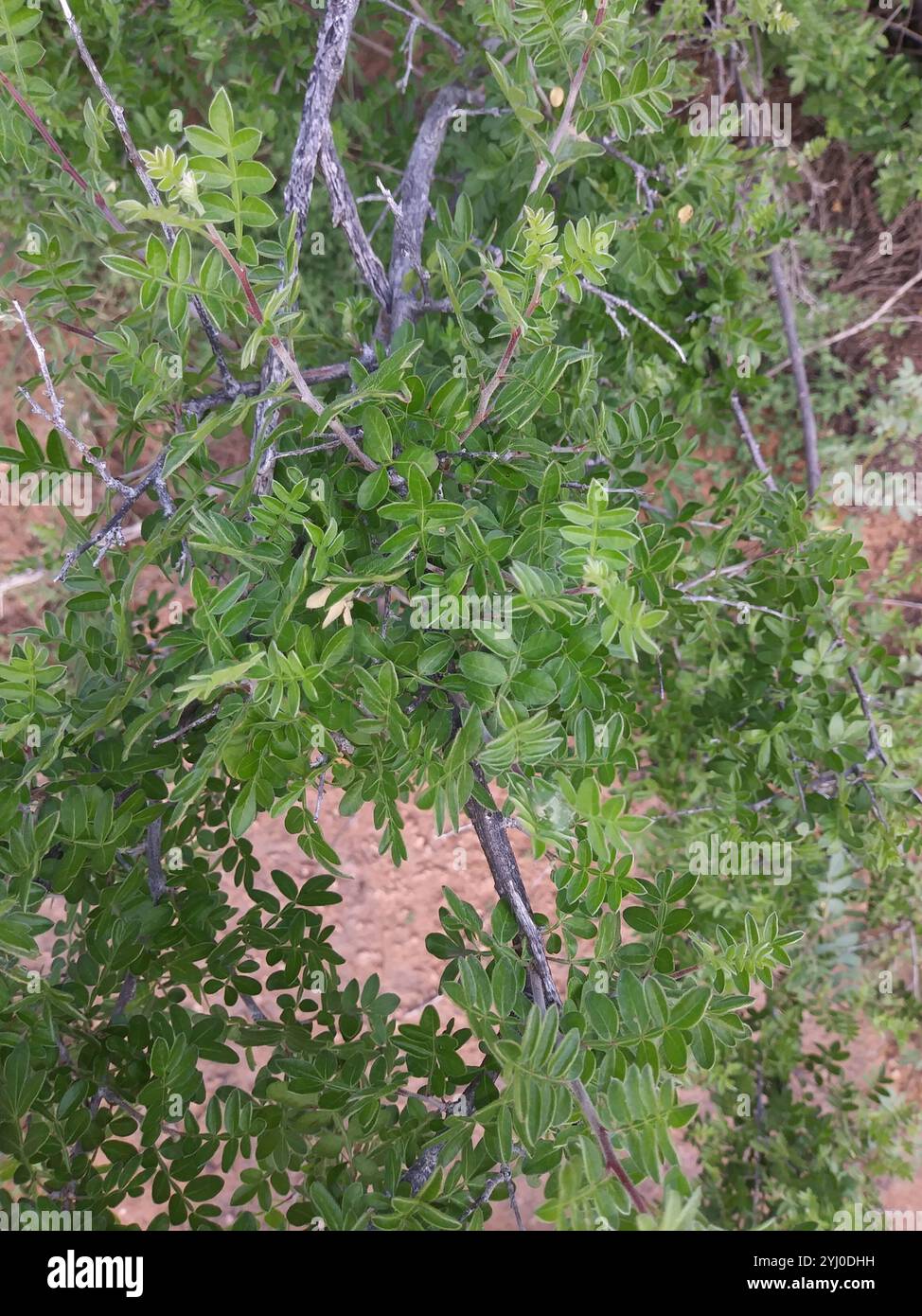 little leaf sumac (Rhus microphylla Stock Photo - Alamy