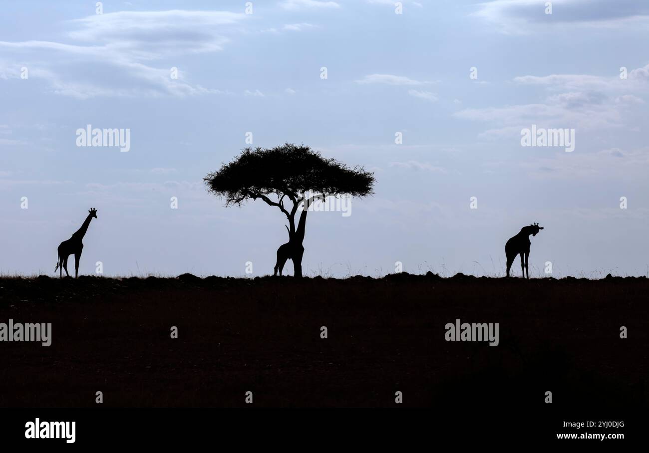 Giraffes and acacia tree silhouetted in East Africa savannah with copy ...