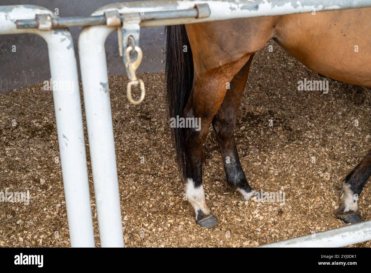 This ground-level close-up captures the stable life of a horse ...