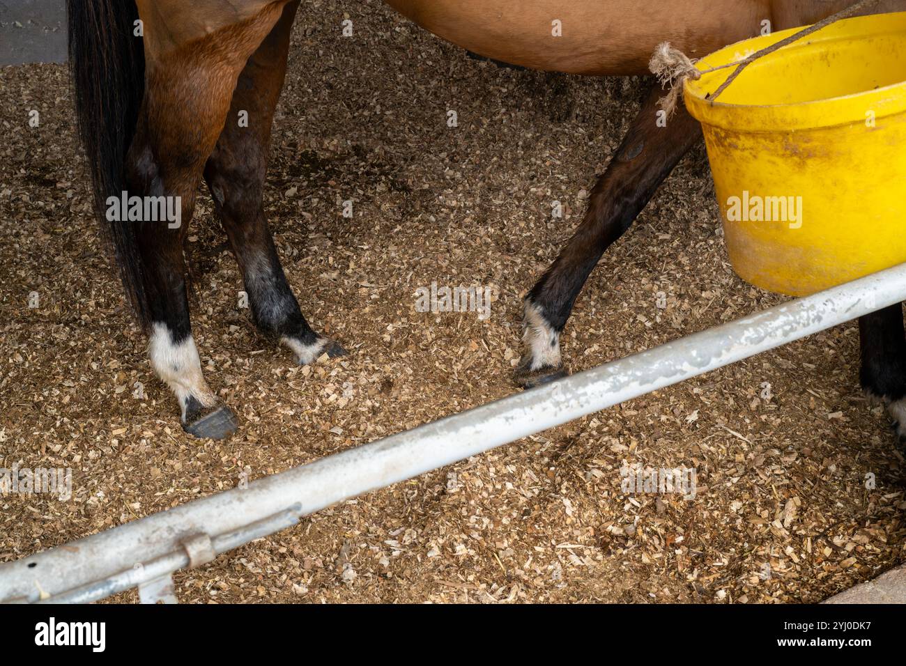 This ground-level close-up captures the stable life of a horse ...