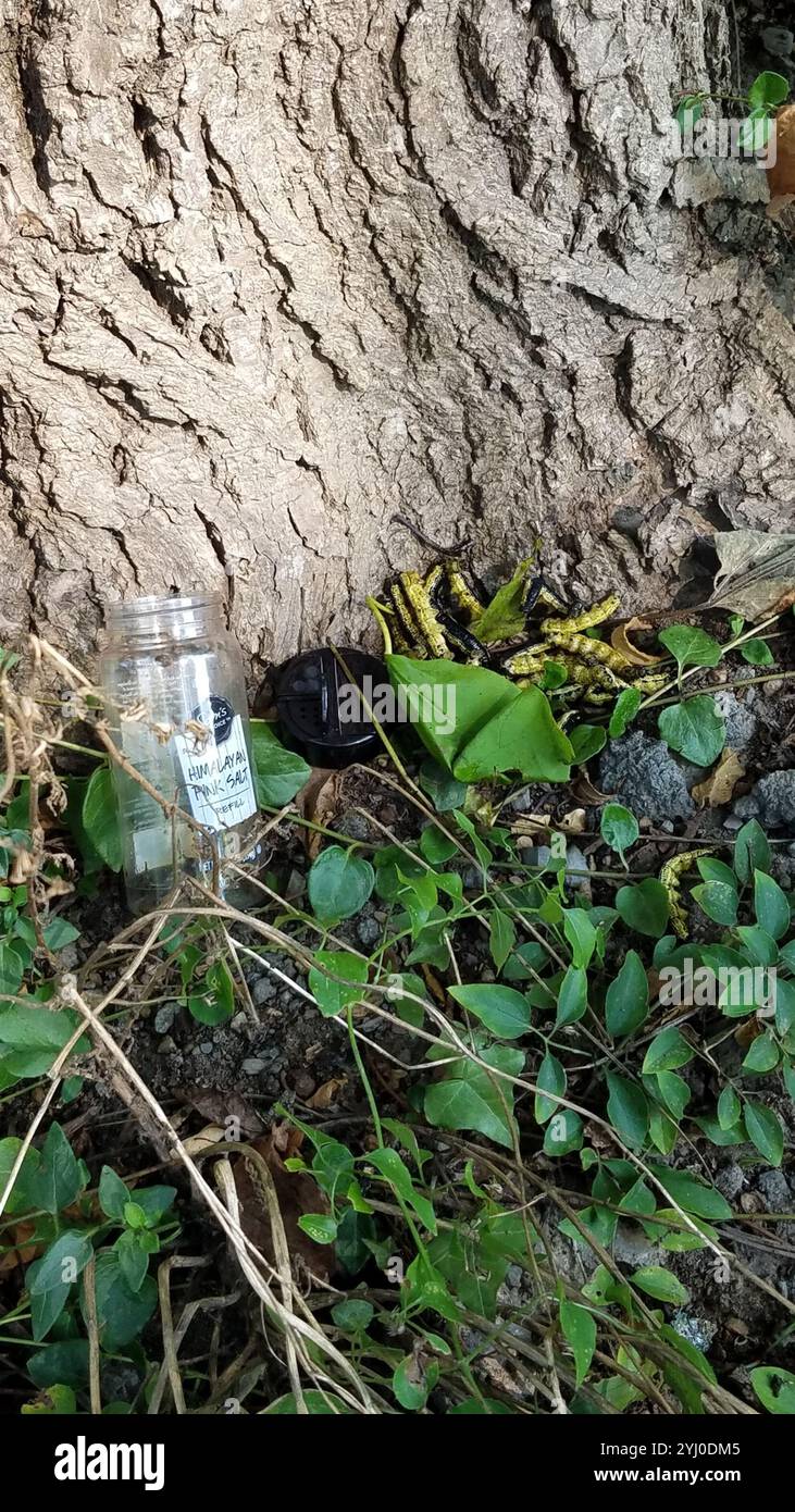 Catalpa Sphinx (Ceratomia catalpae Stock Photo - Alamy