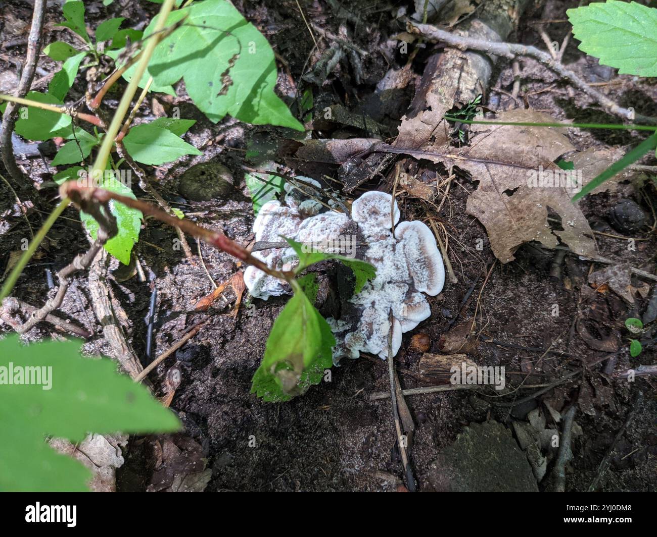 Phellodon niger hi-res stock photography and images - Alamy