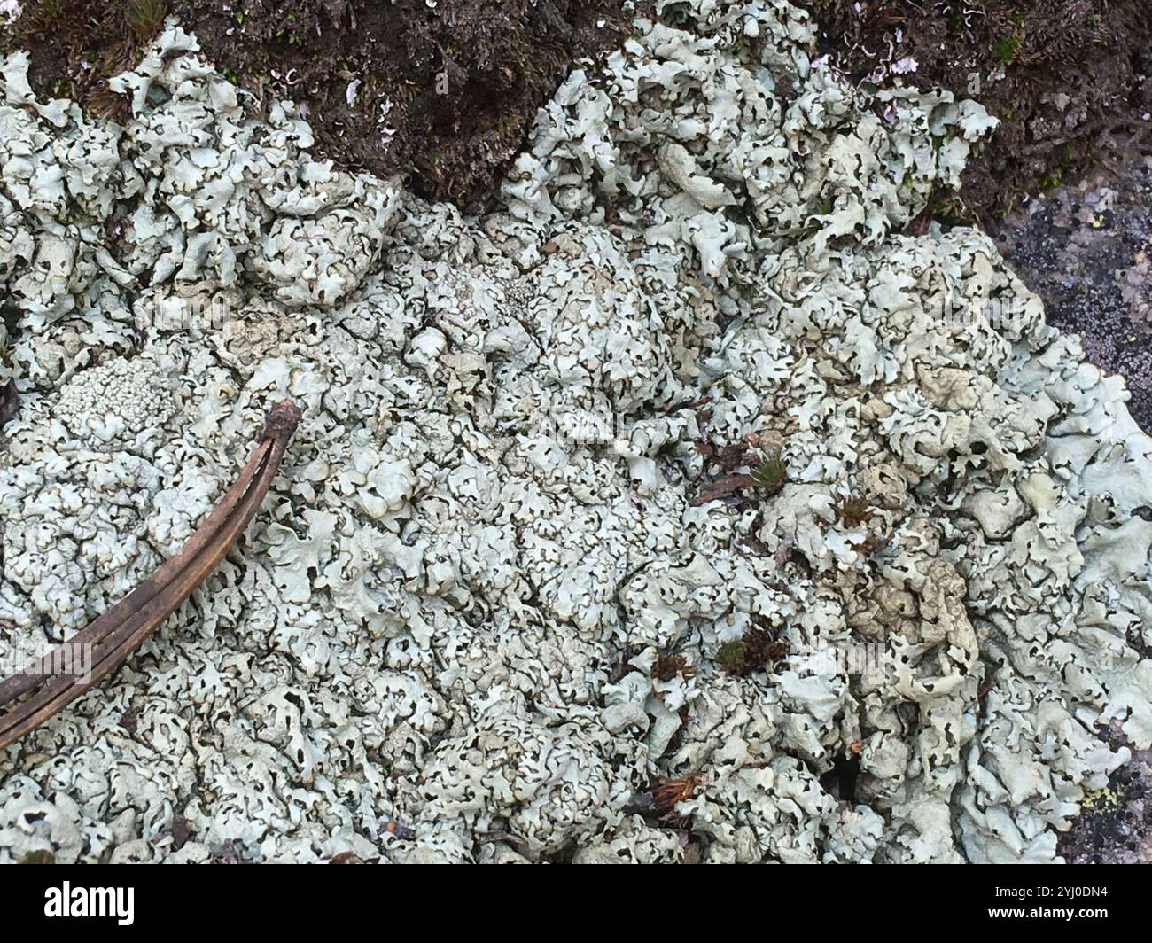 common lichens (Lecanoromycetes Stock Photo - Alamy