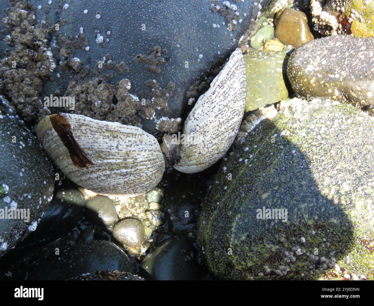 Butter Clam (Saxidomus gigantea Stock Photo - Alamy