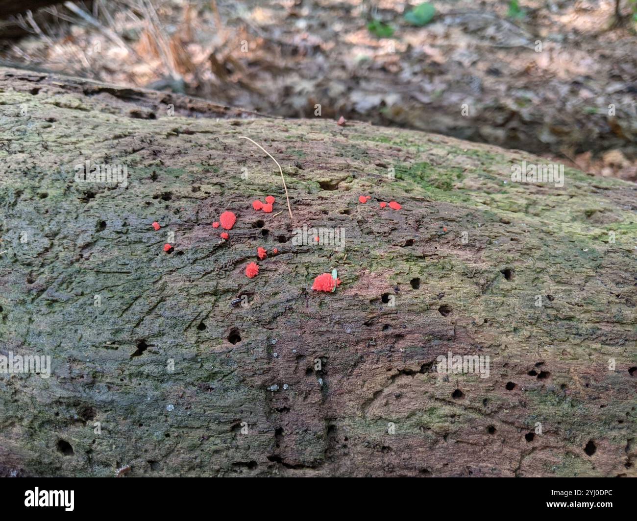 Red Raspberry Slime Mold (Tubifera ferruginosa Stock Photo - Alamy