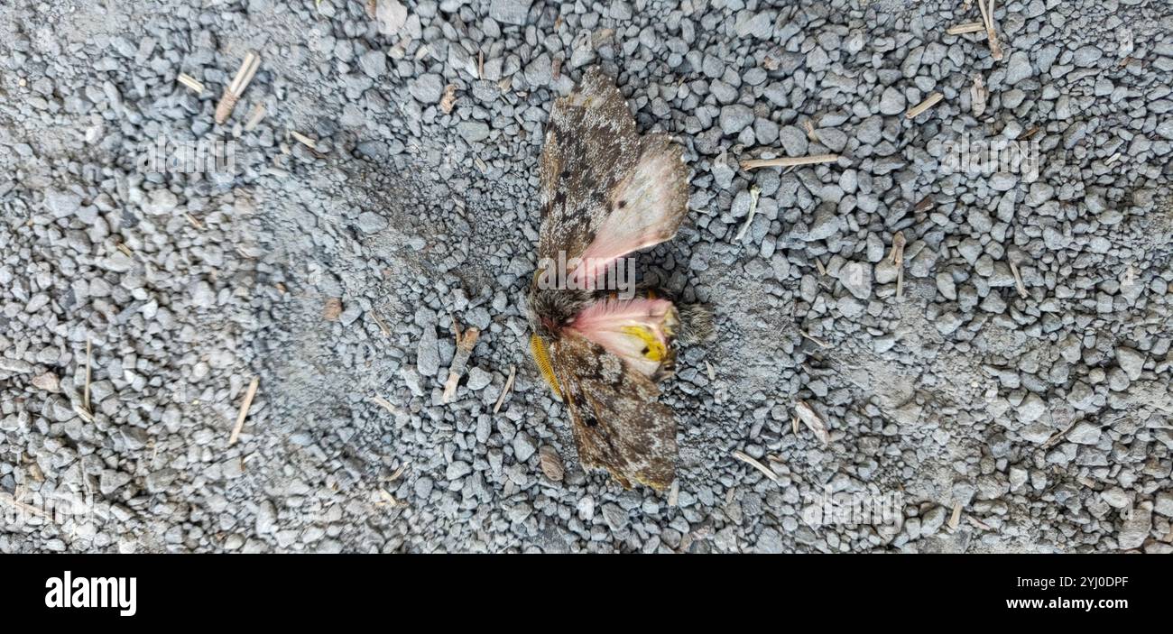 Coloradia hi-res stock photography and images - Alamy